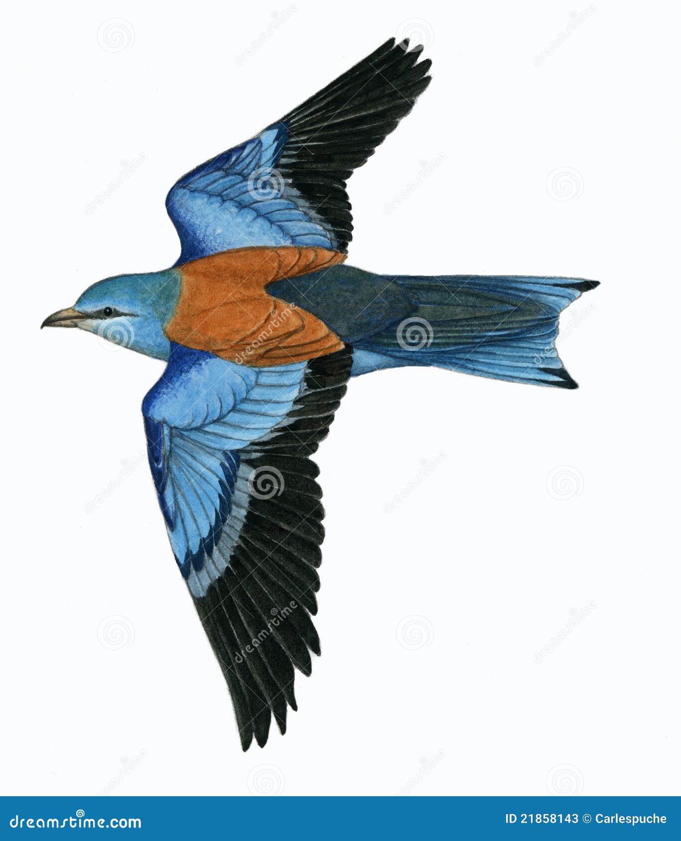 European Roller Bird Cartoon Flat Style Character Of Ornithology ...