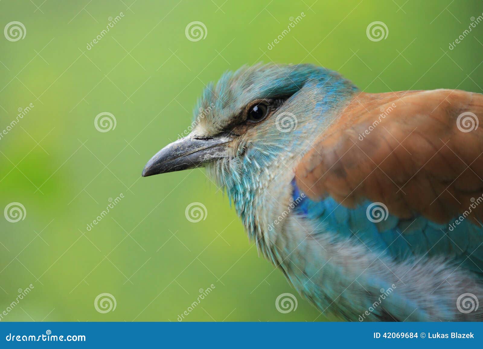 European roller stock photo. Image of roller, coracias - 42069684