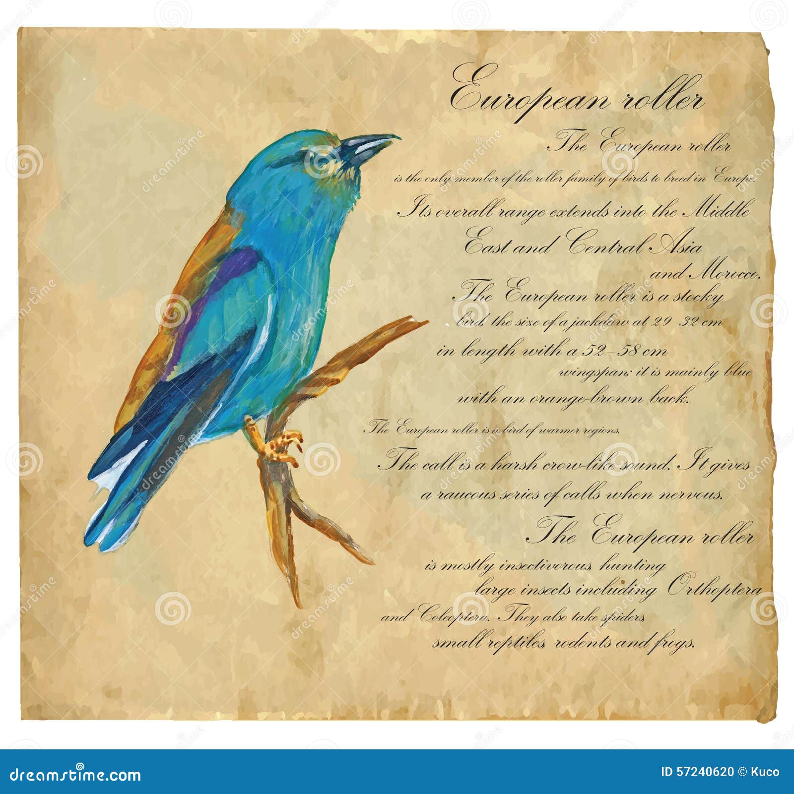 European Roller Bird Cartoon Flat Style Character Of Ornithology ...