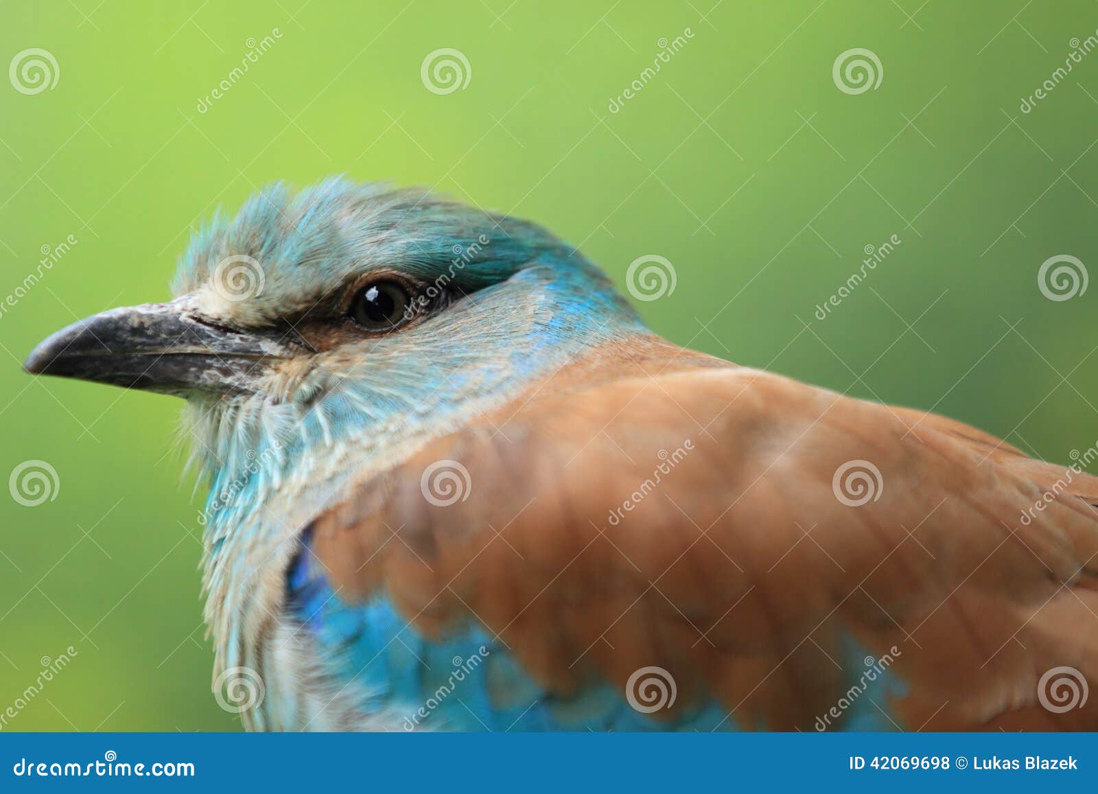 European roller stock photo. Image of detail, european - 42069698