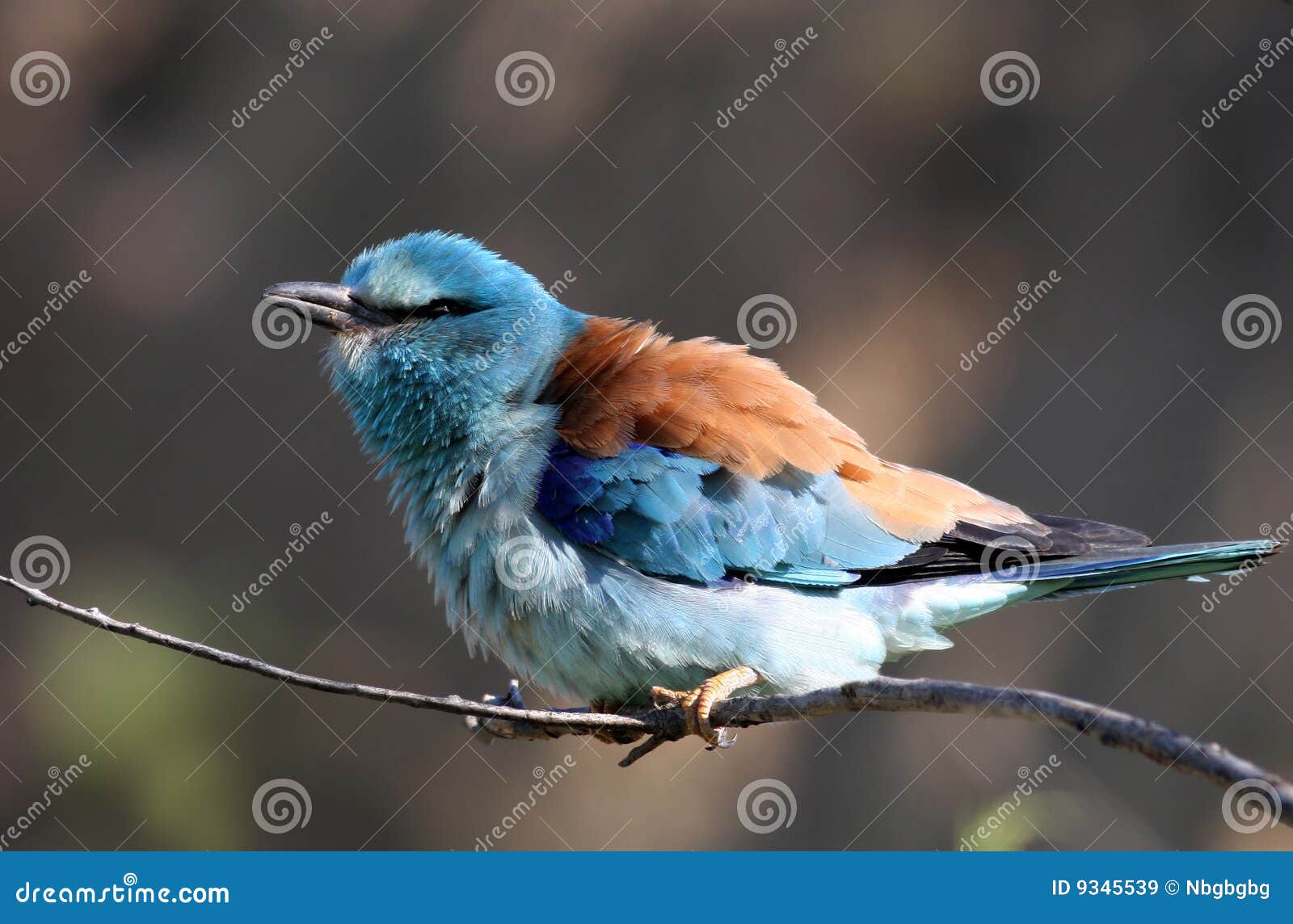 European Rollers (Coracias Garrulus) Stock Image - Image of animal ...