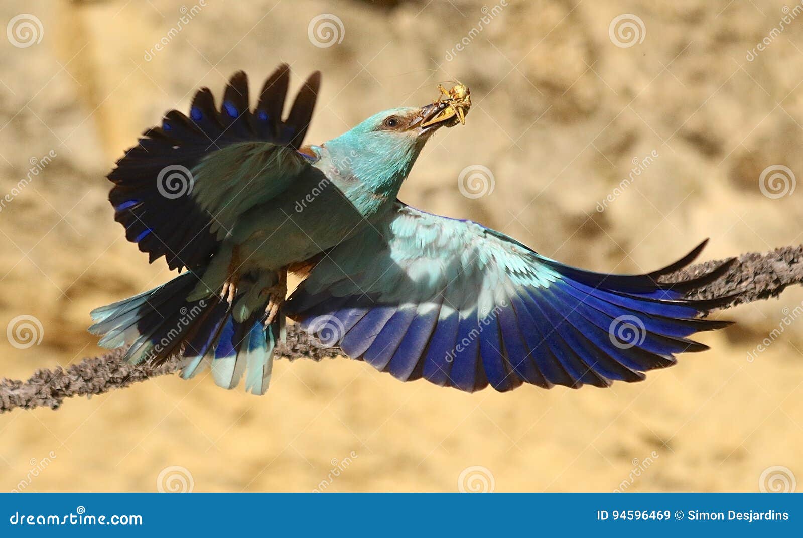 European Rollers Coracias Garrulus Stock Image - Image of exotic ...