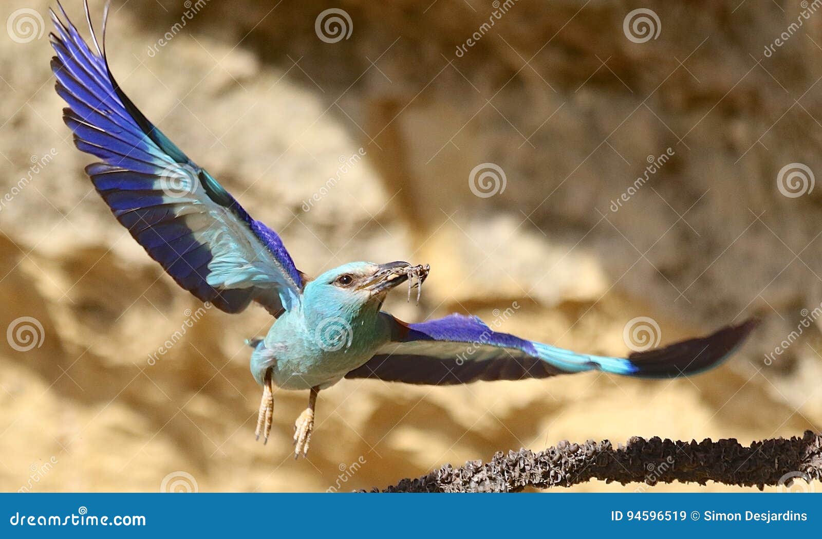 European Rollers Coracias Garrulus Stock Image - Image of spain ...