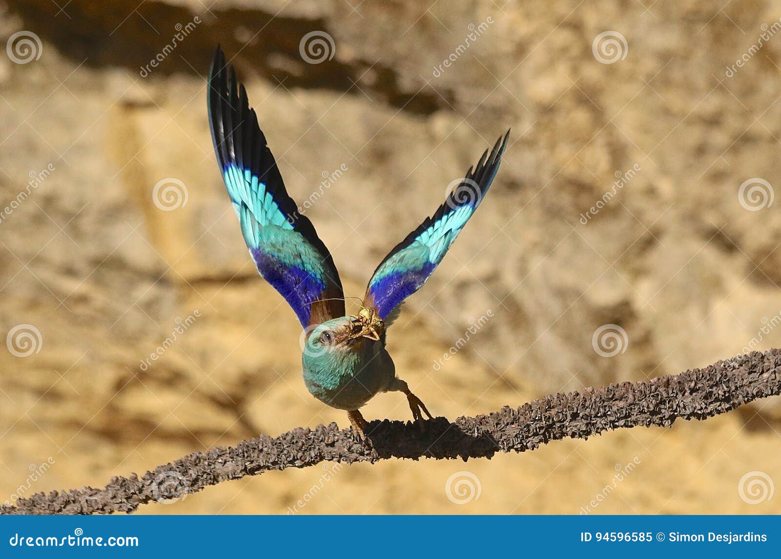 European Rollers Coracias Garrulus Stock Image - Image of rollers ...