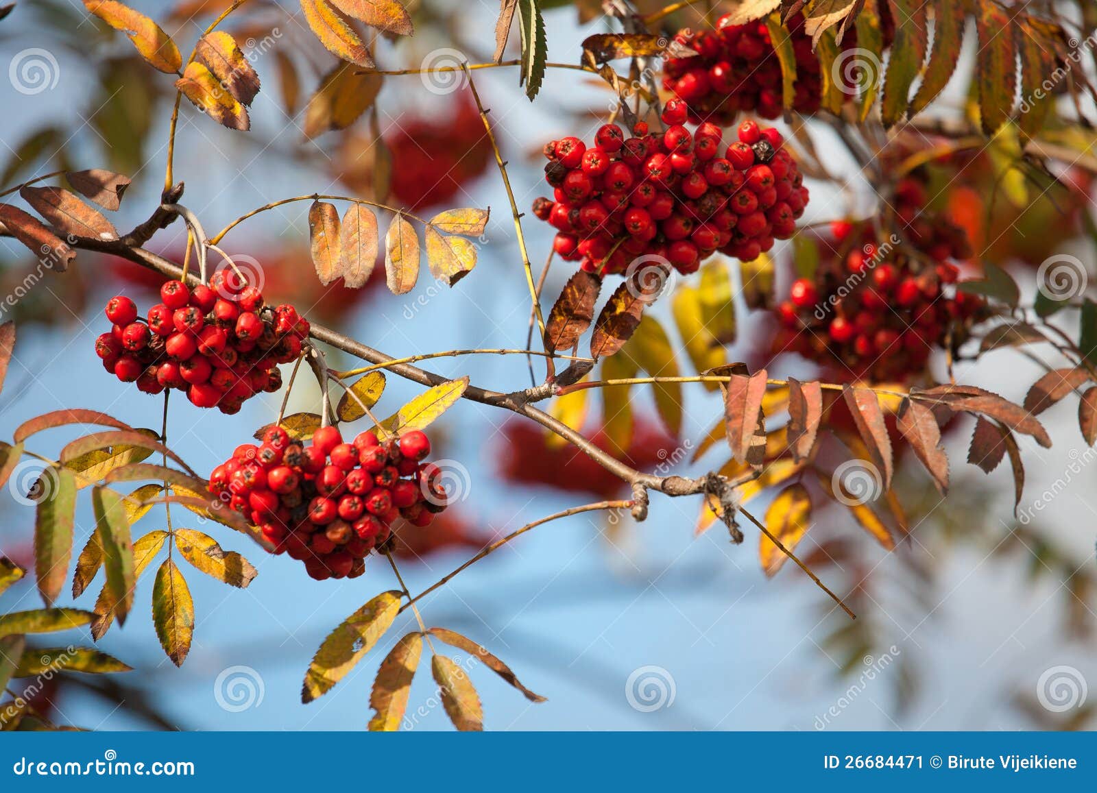 European Rowan stock image. Image of season, berry, fruit - 26684471