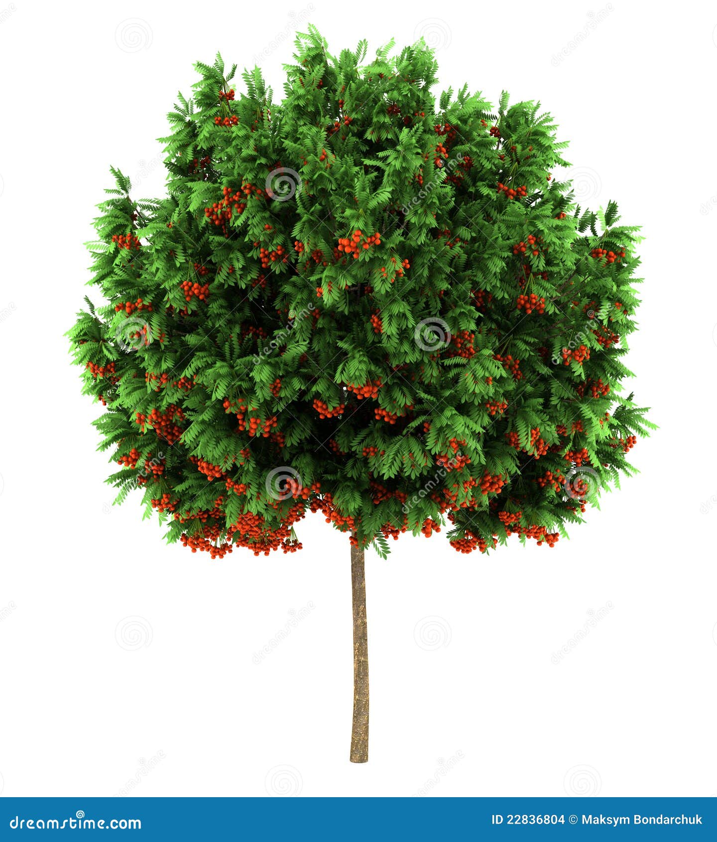 Rowan Tree And Birds Cartoon Vector | CartoonDealer.com #16519967