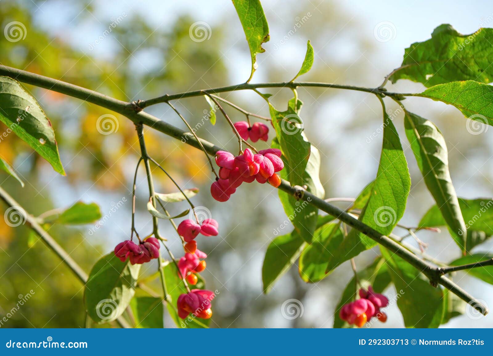 European Saddle Tree by the River Stock Image - Image of tree, spring ...