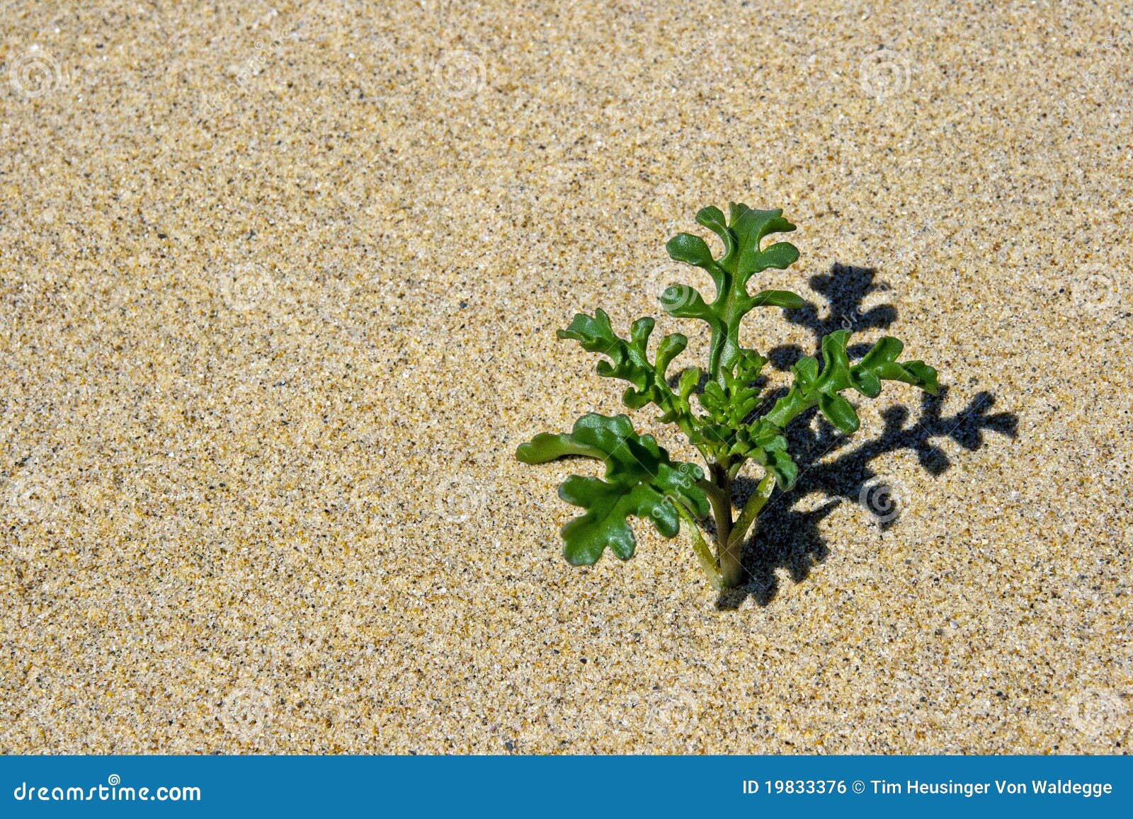 European Searocket, Cakile Maritima, Growing On Beach And Salt Marshes ...