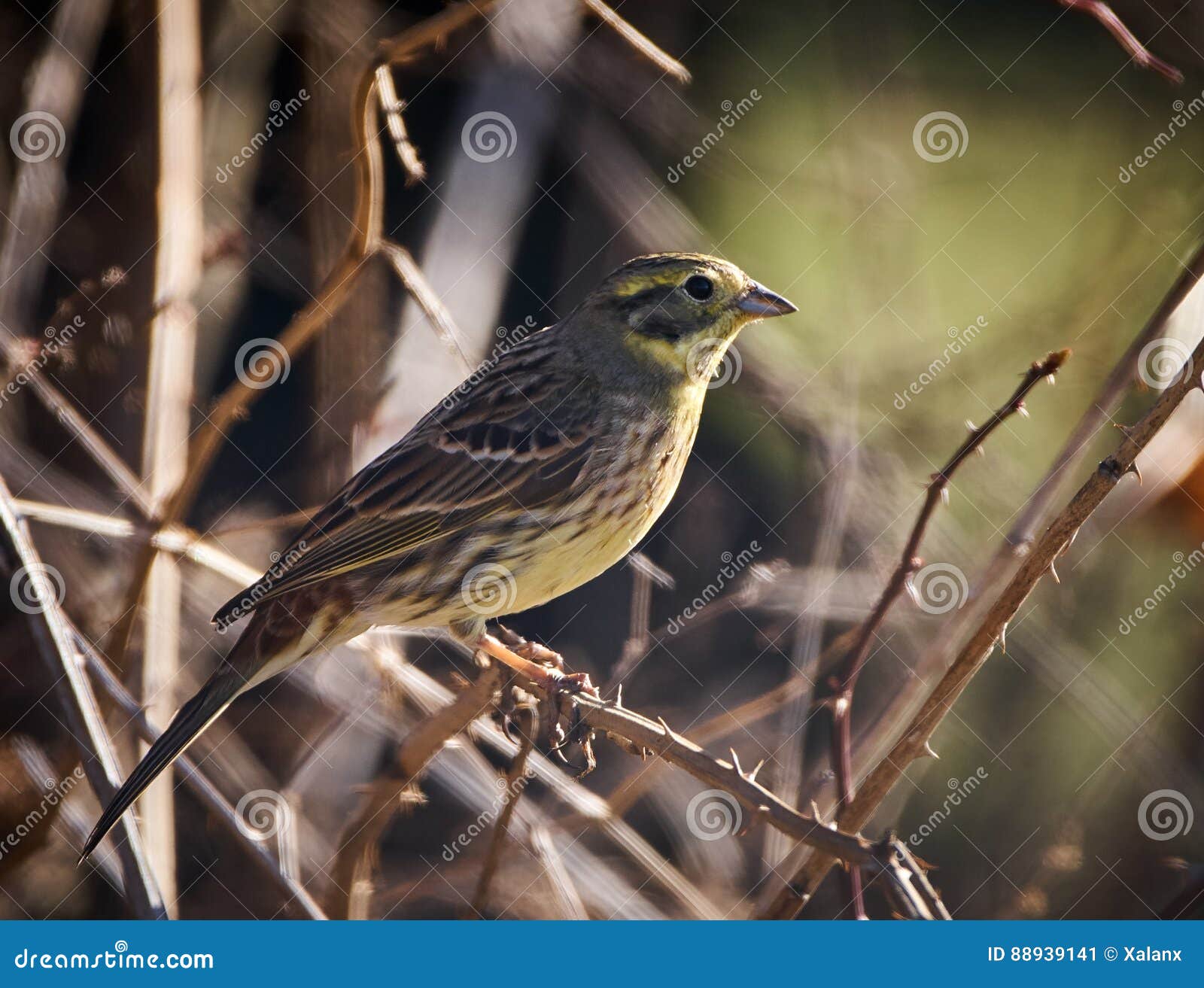 Common Serin Serinus Serinus Royalty-Free Stock Photo | CartoonDealer ...
