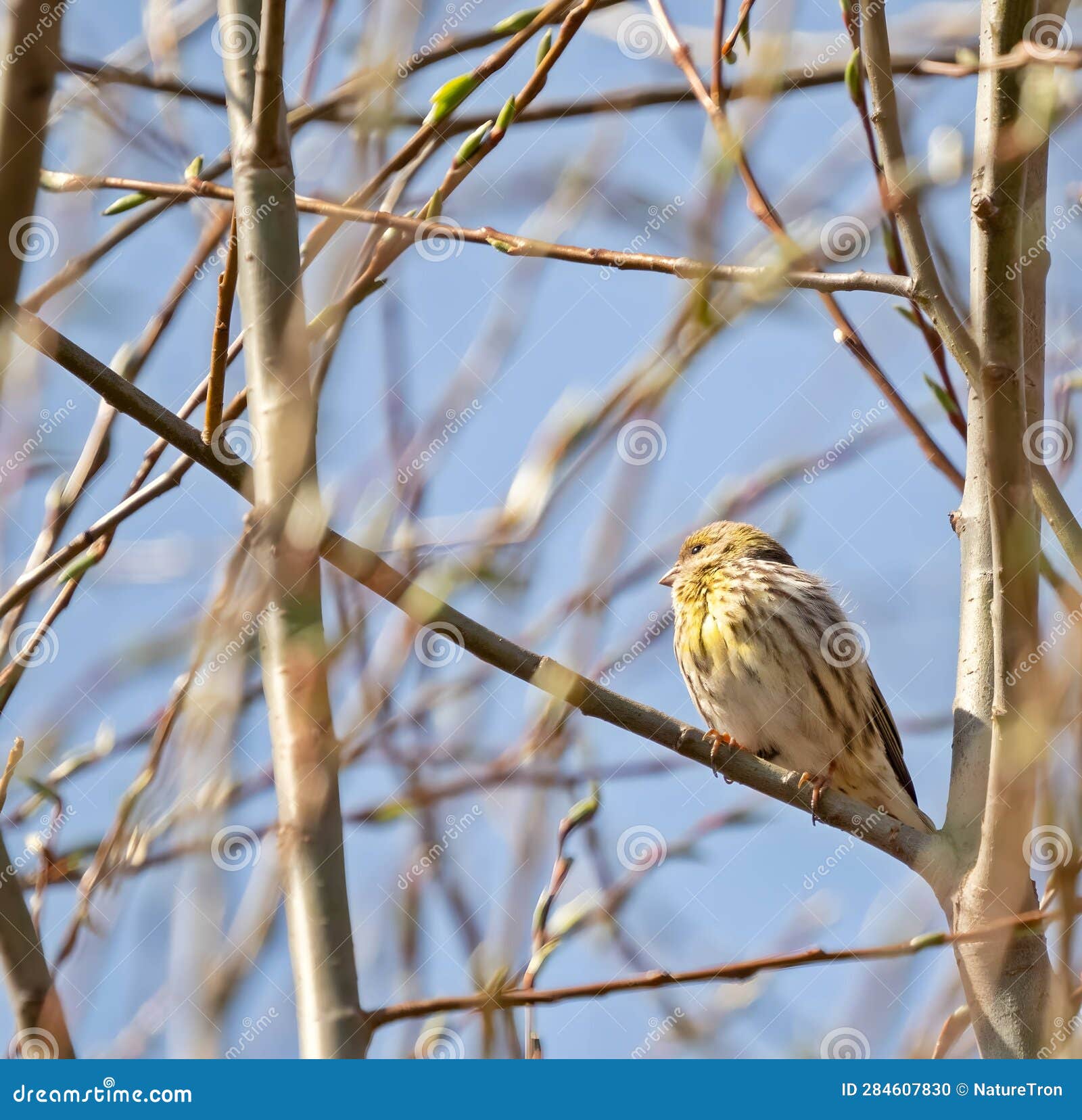 European Serin on a Tree Branch Stock Photo - Image of countryside ...