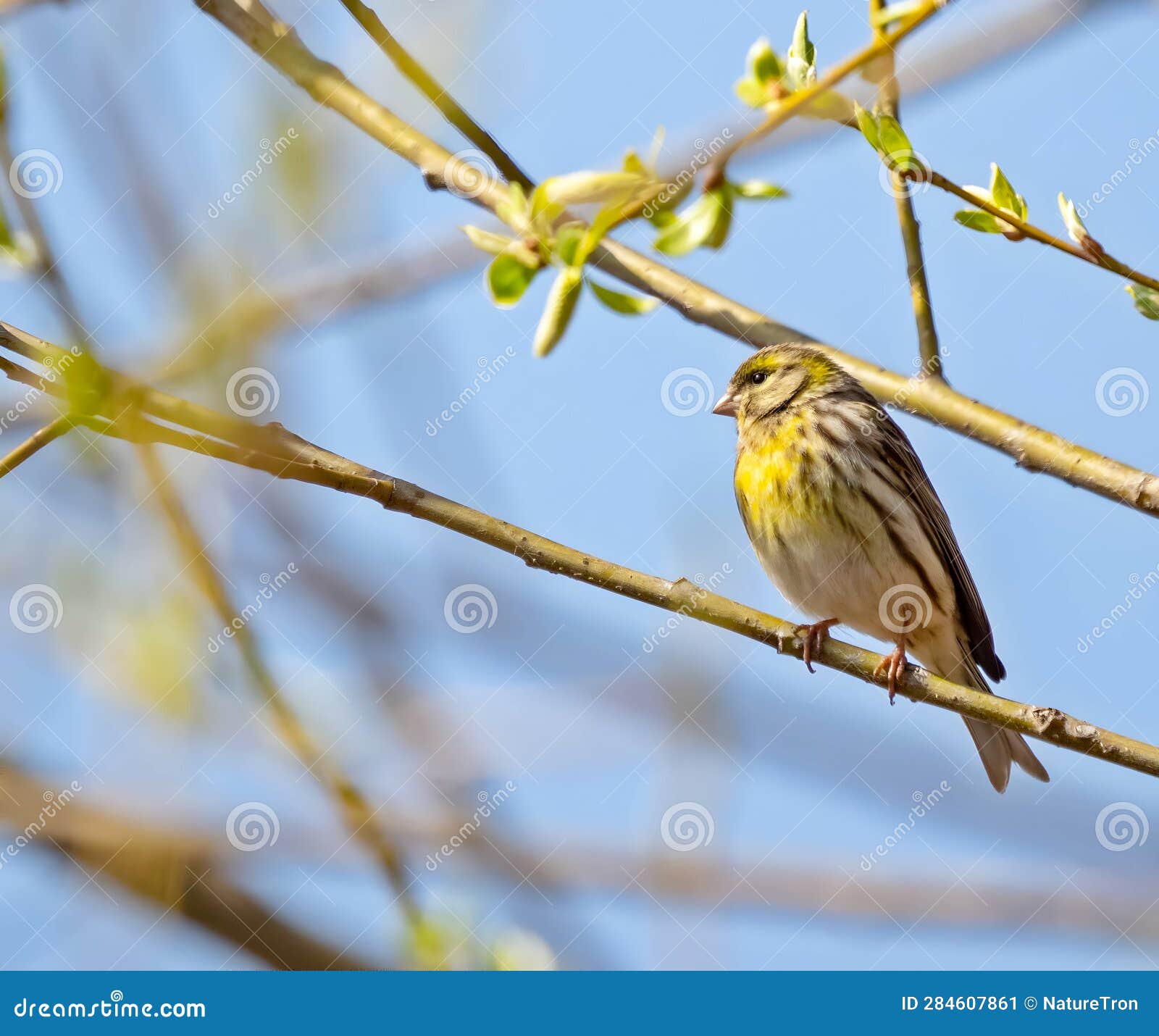 European Serin on a Tree Branch Stock Image - Image of flora ...