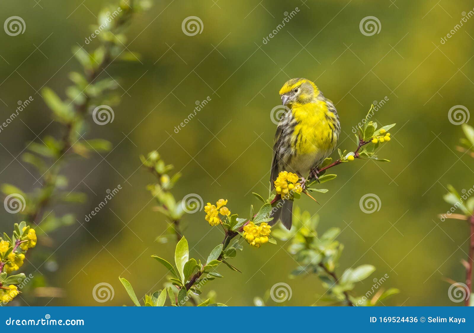 European Serin (Serinus Serinus) is a Song Bird. Stock Photo - Image of ...