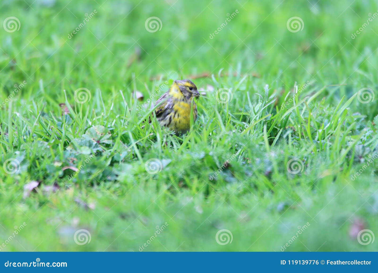 European Serin in Turkey stock photo. Image of bird - 119139776