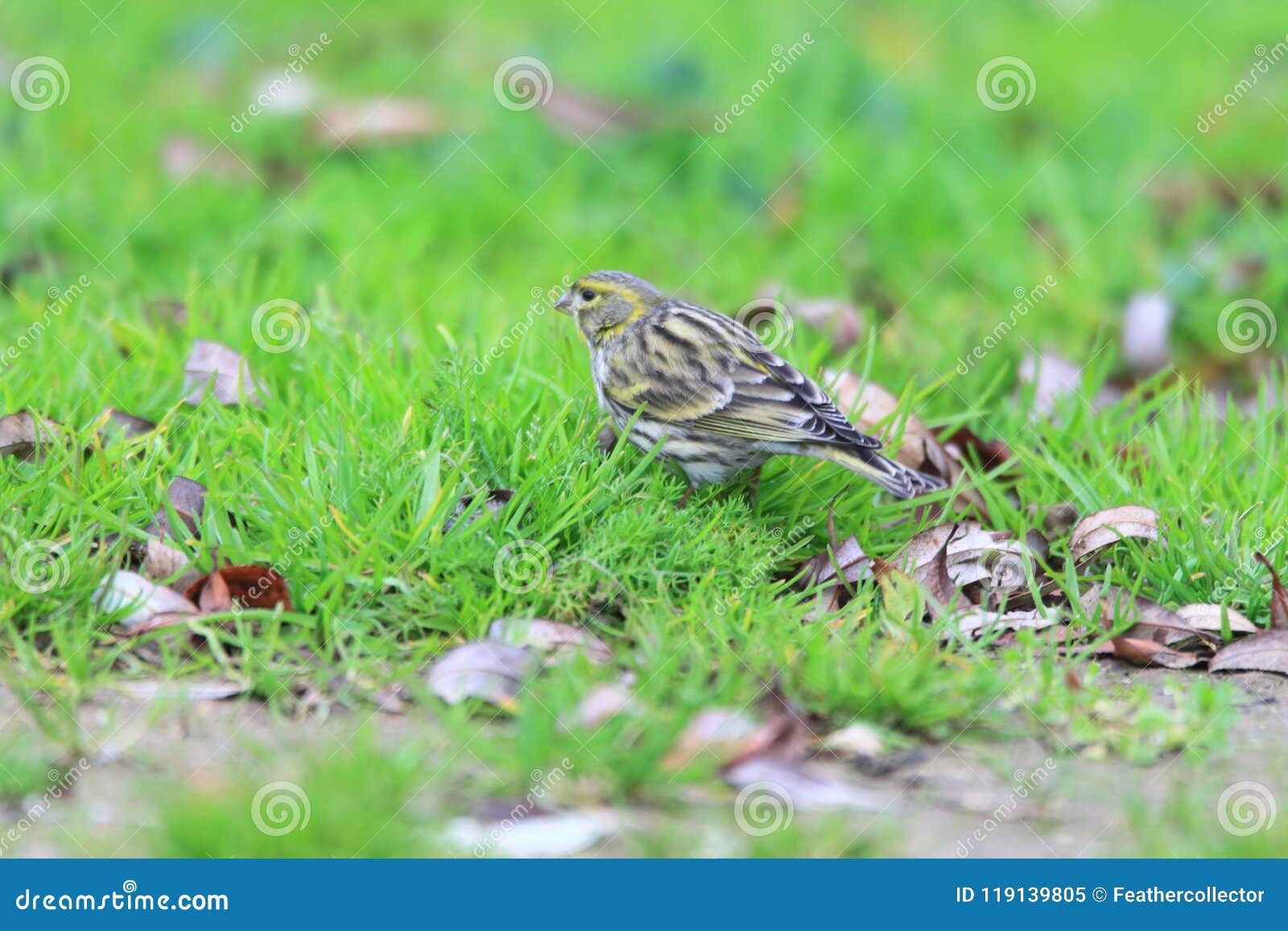 European Serin in Turkey stock image. Image of beauty - 119139805