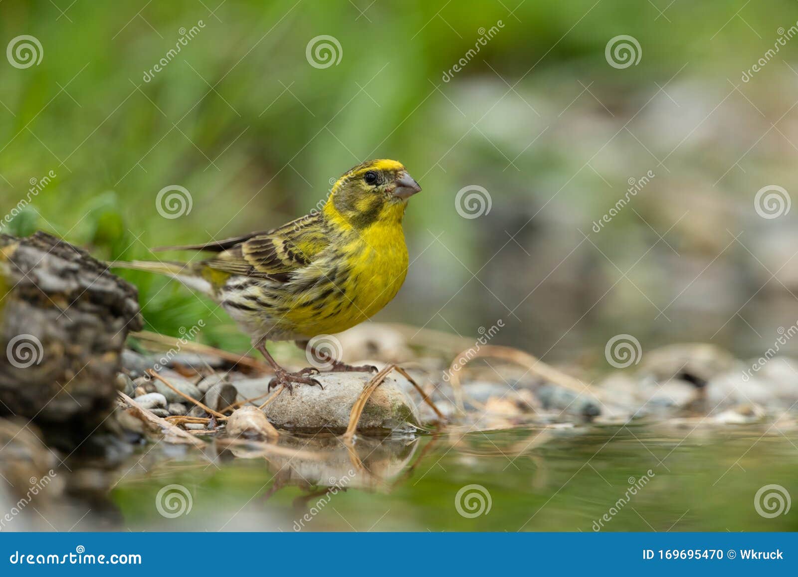 European serin stock photo. Image of passerine, europe - 169695470