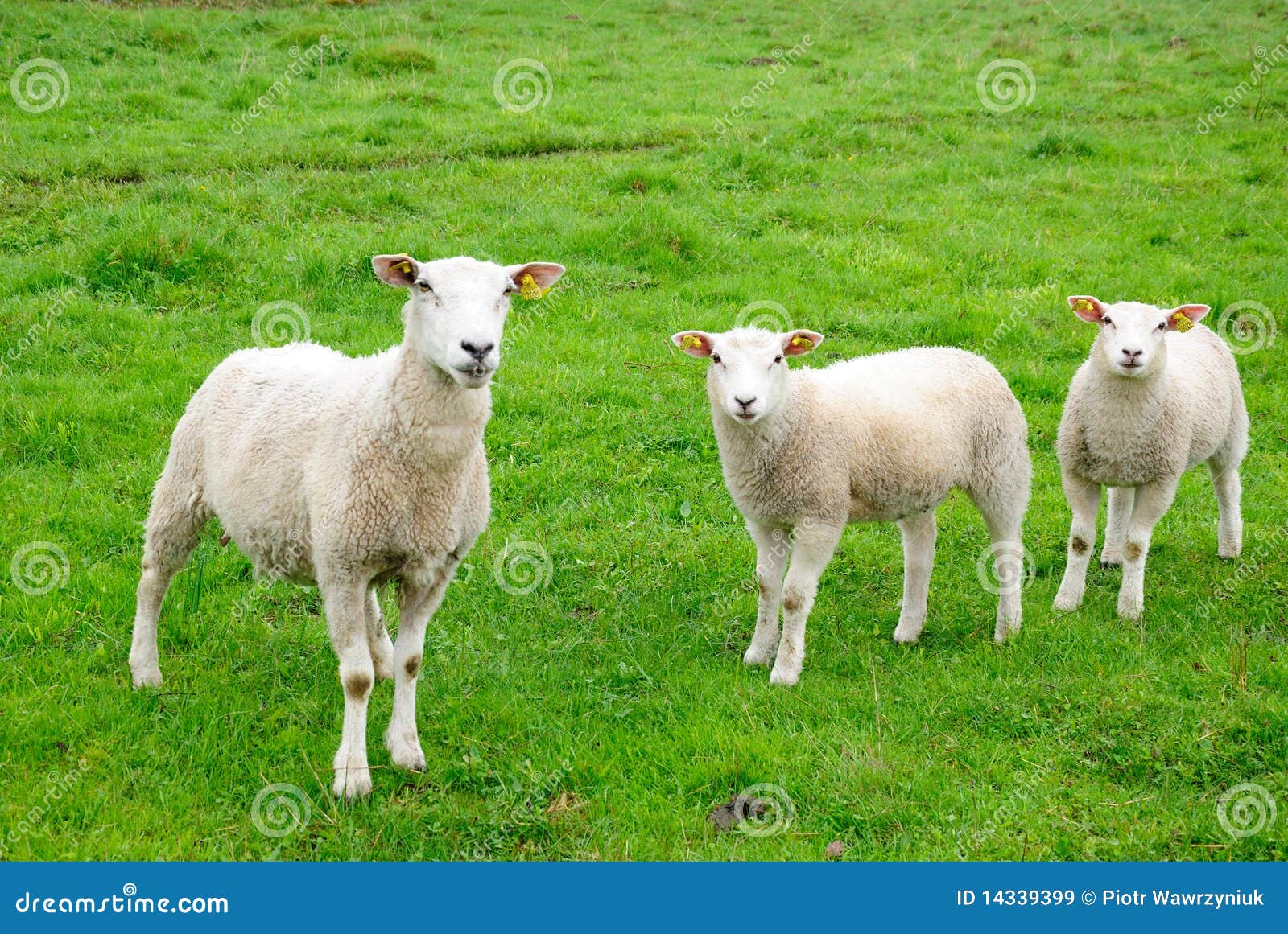 European sheep stock image. Image of spring, family, ears - 14339399