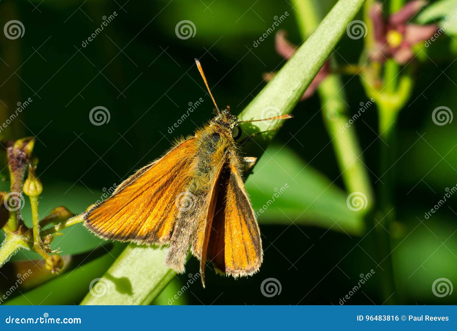 European Skipper Butterfly - Thymelicus Lineola Stock Photo - Image of ...