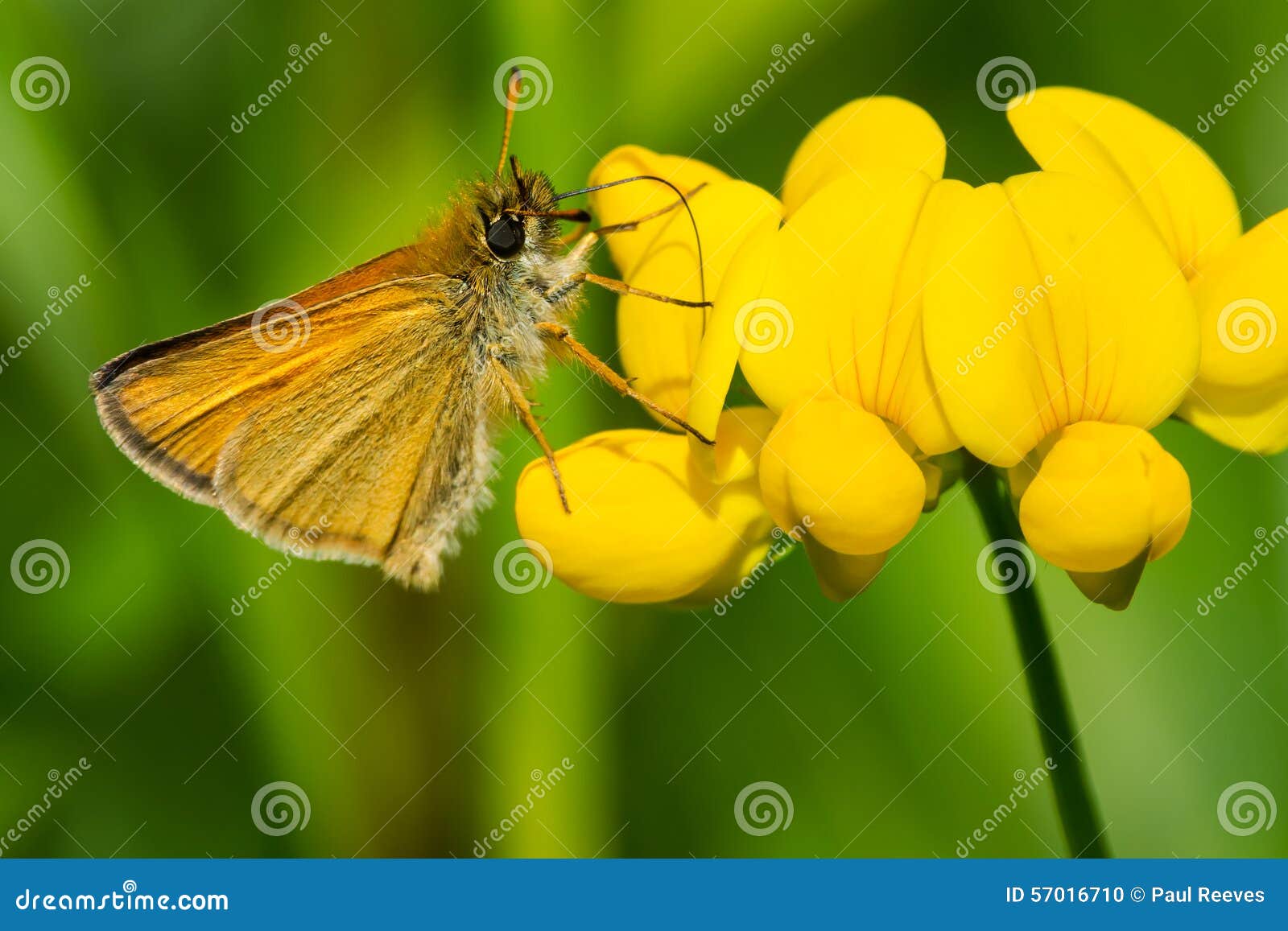 European Skipper Butterfly - Thymelicus Lineola Stock Photo - Image of ...
