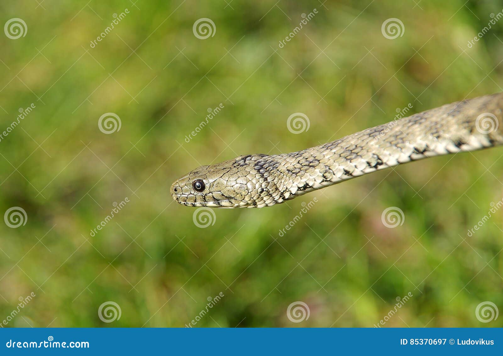European Smooth Snake Coronella Austriaca Stock Image - Image of ...