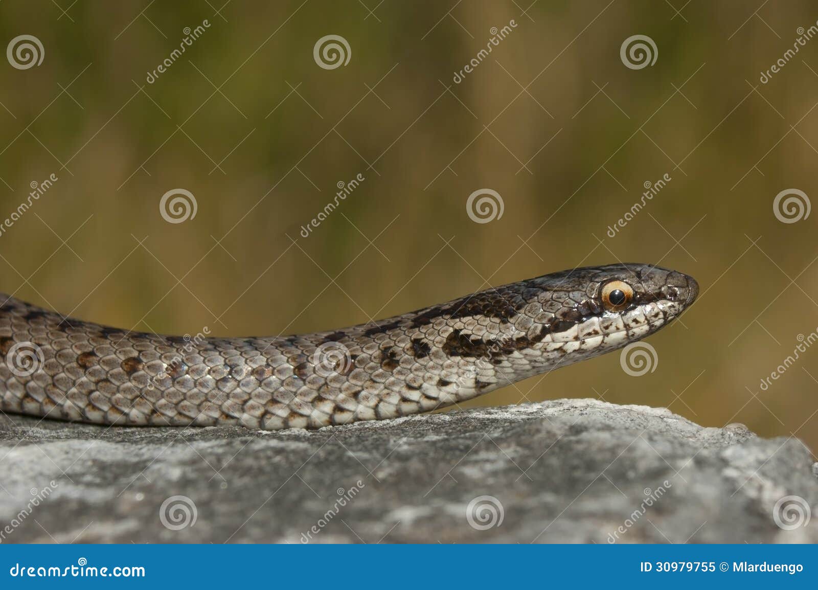 European Smooth Snake (Coronella Austriaca) Stock Image - Image of ...