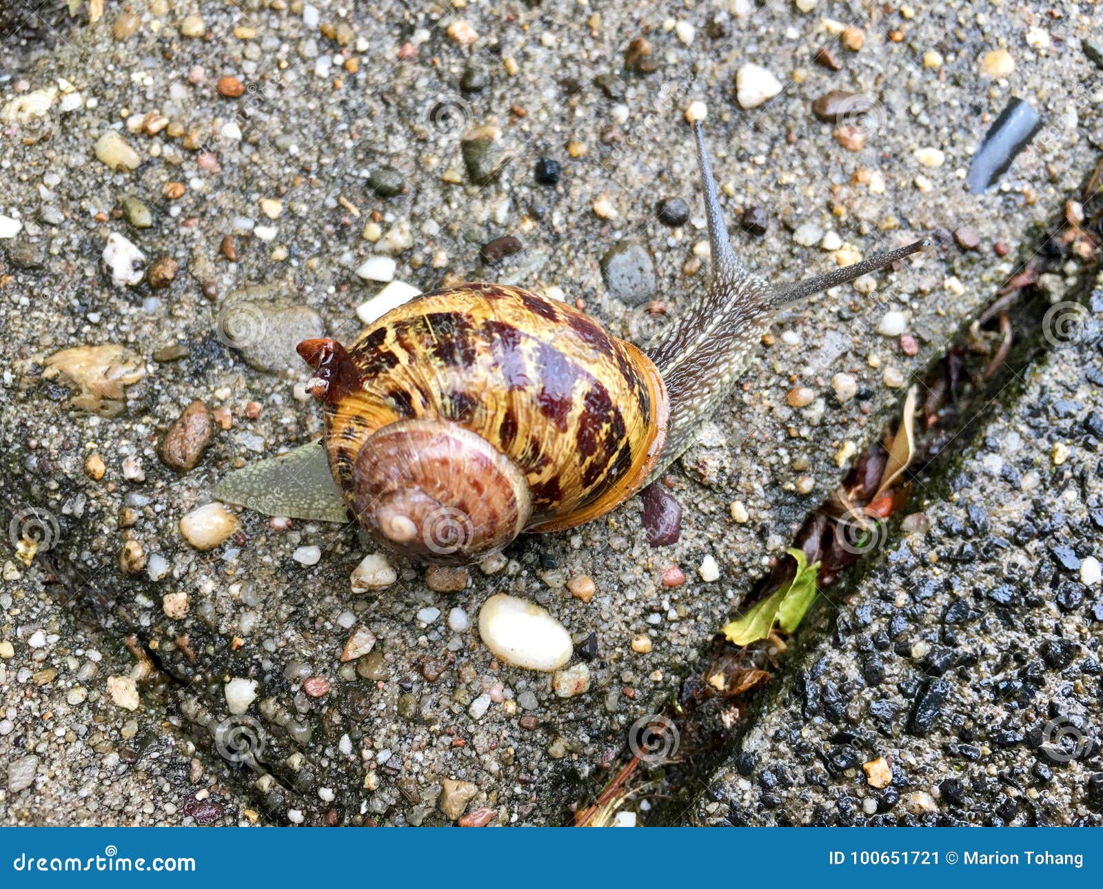 European Snail Cornu Aspersum Stock Image - Image of crawl, rain: 100651721