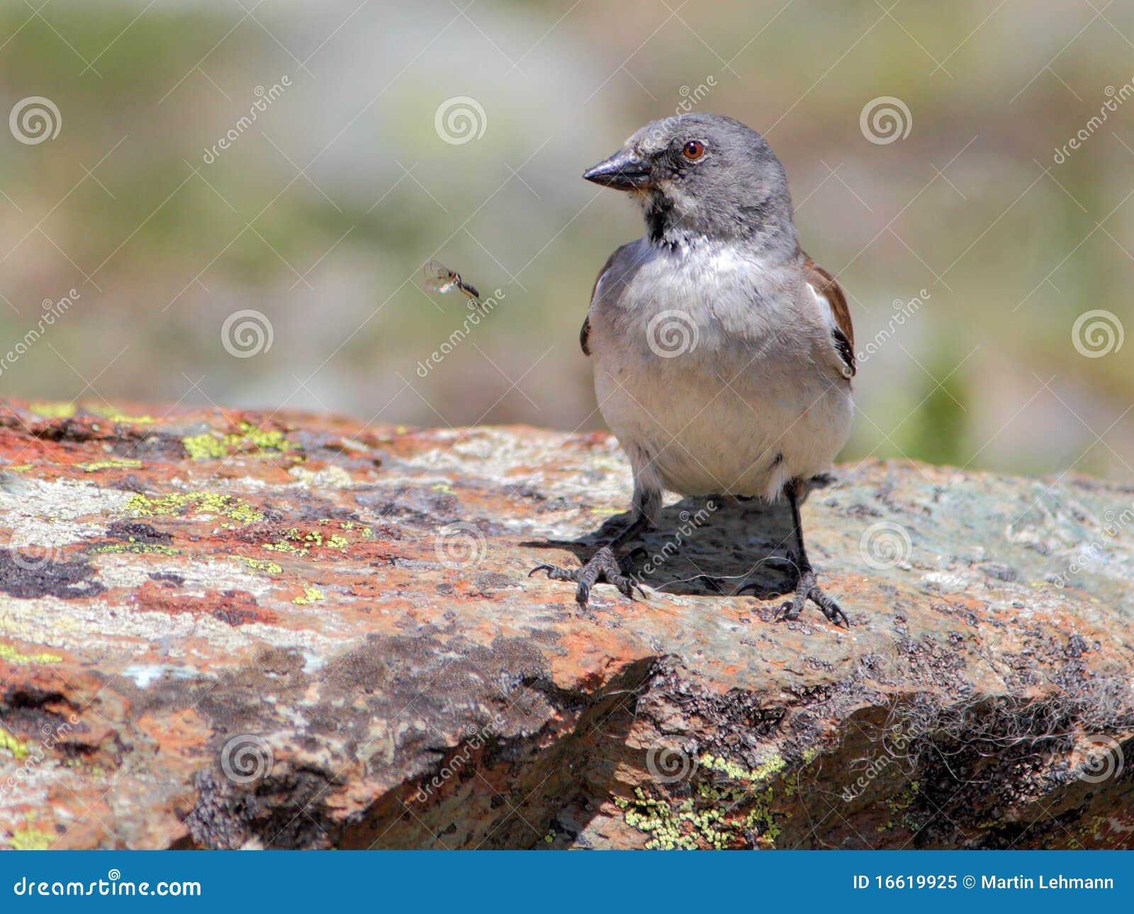 European snowfinch stock image. Image of finch, bird - 16619925