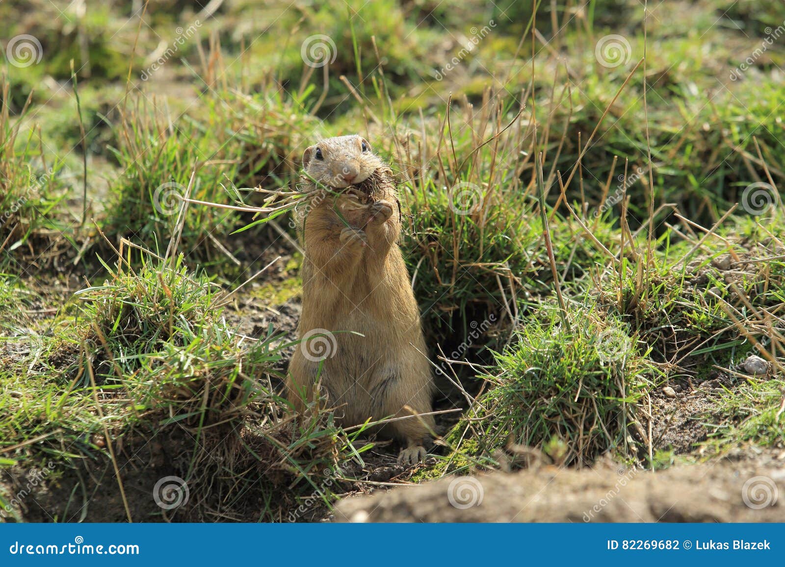 European Souslik Ground Squirrel Royalty-Free Stock Image ...