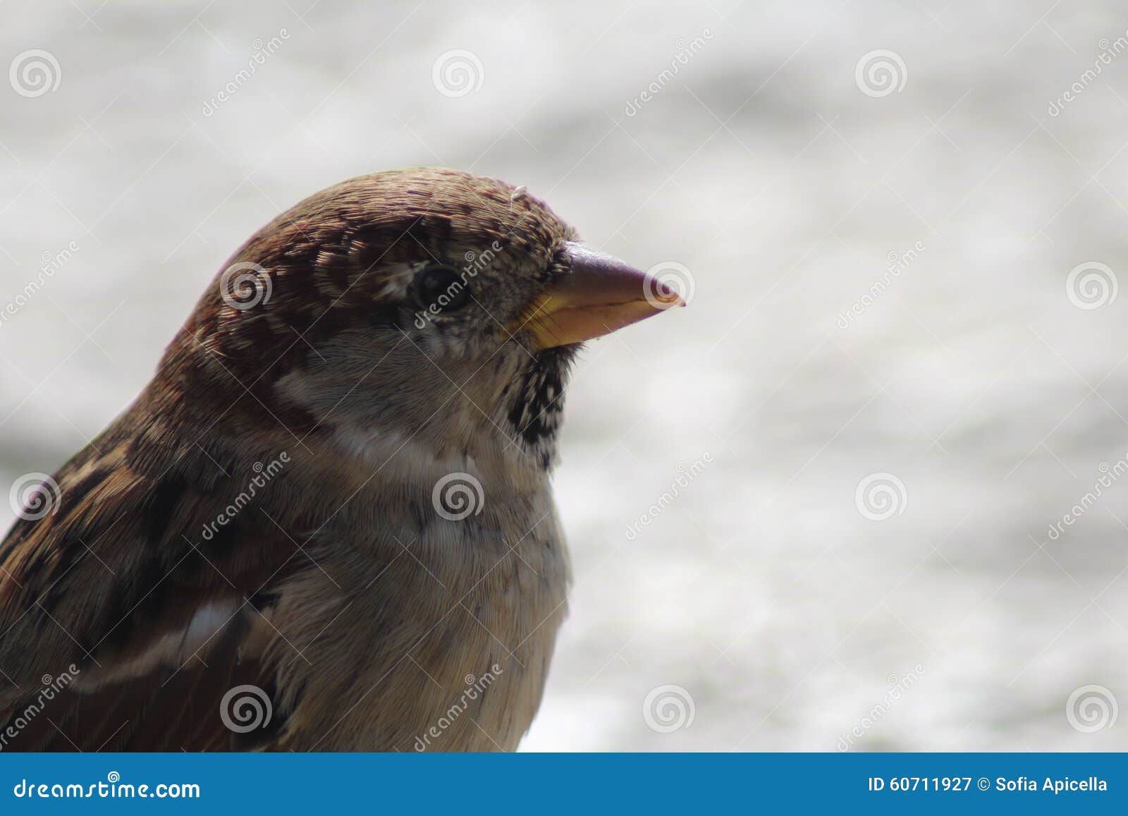 An european sparrow stock image. Image of rests, nature - 60711927