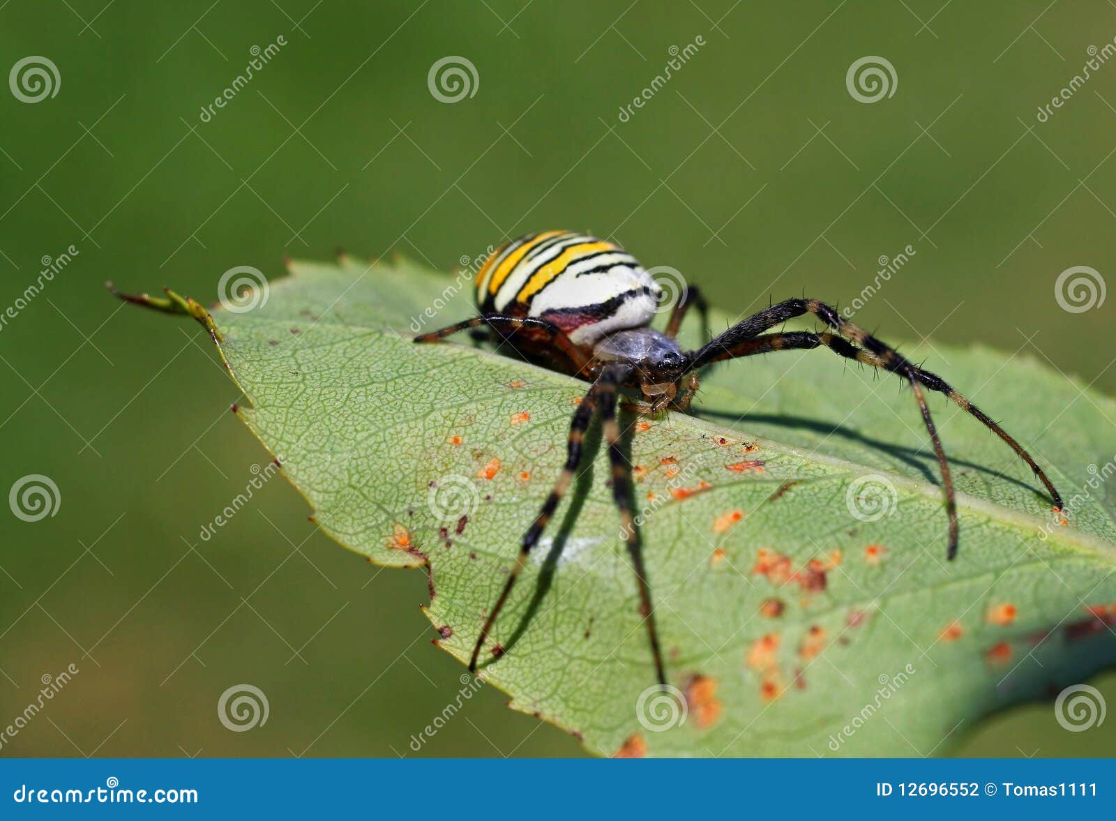 European Spider in Nature (Argiope Bruennichi) Stock Photo - Image of ...