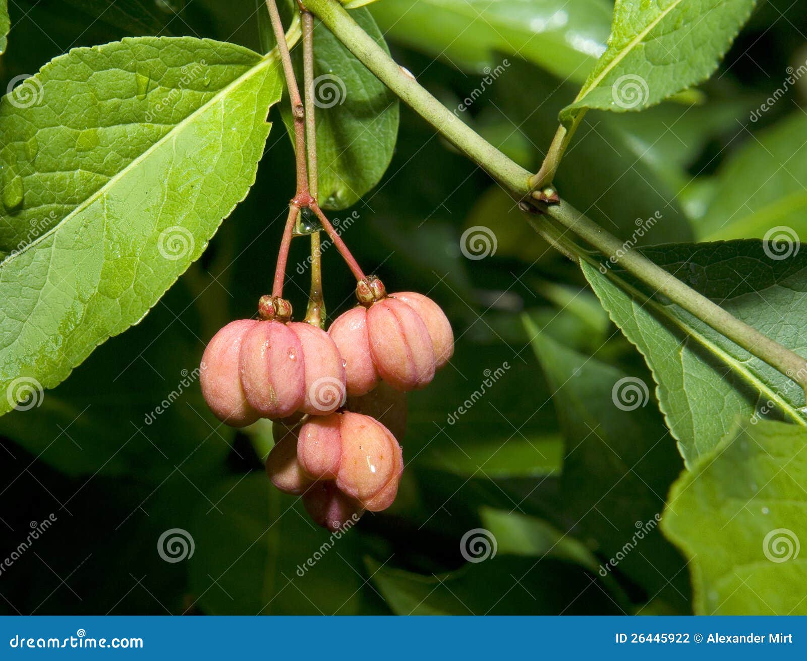 European Spindle Tree, Euonymus Europaeus Stock Photo - Image of orange ...
