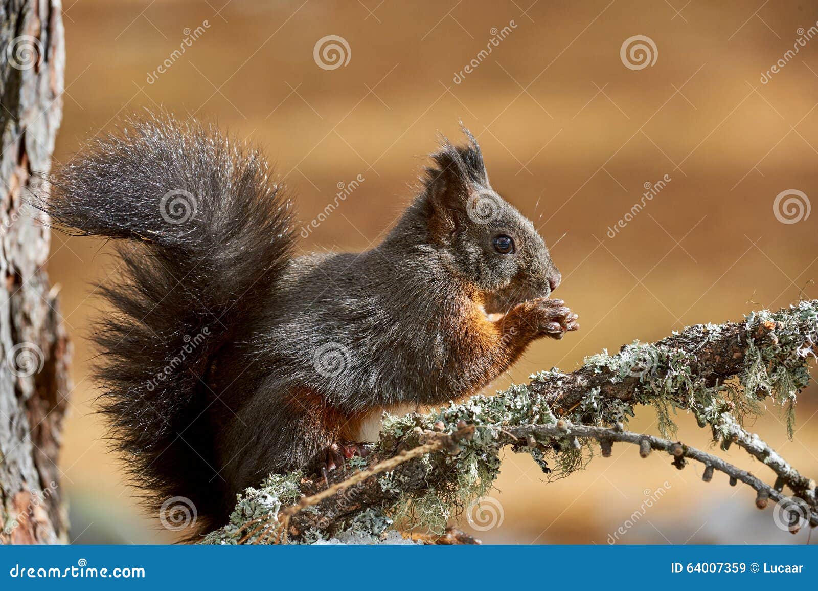 European squirrel stock image. Image of cold, eating - 64007359