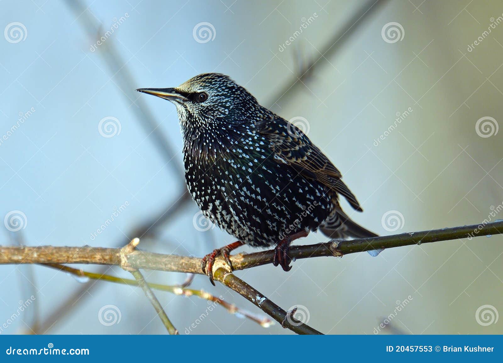 European Starling stock image. Image of avian, color - 20457553