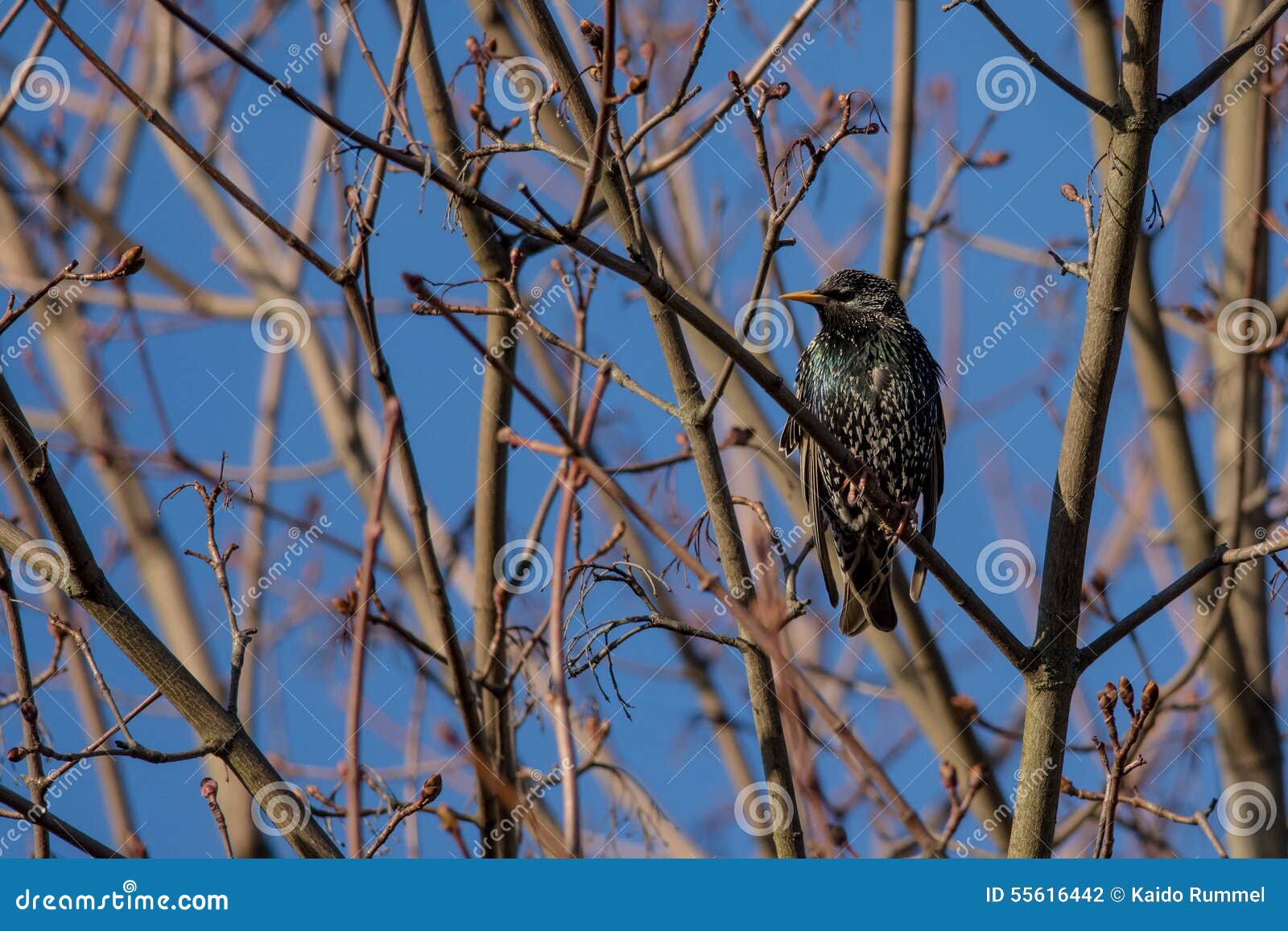 European Starling stock photo. Image of european, sturnus - 55616442