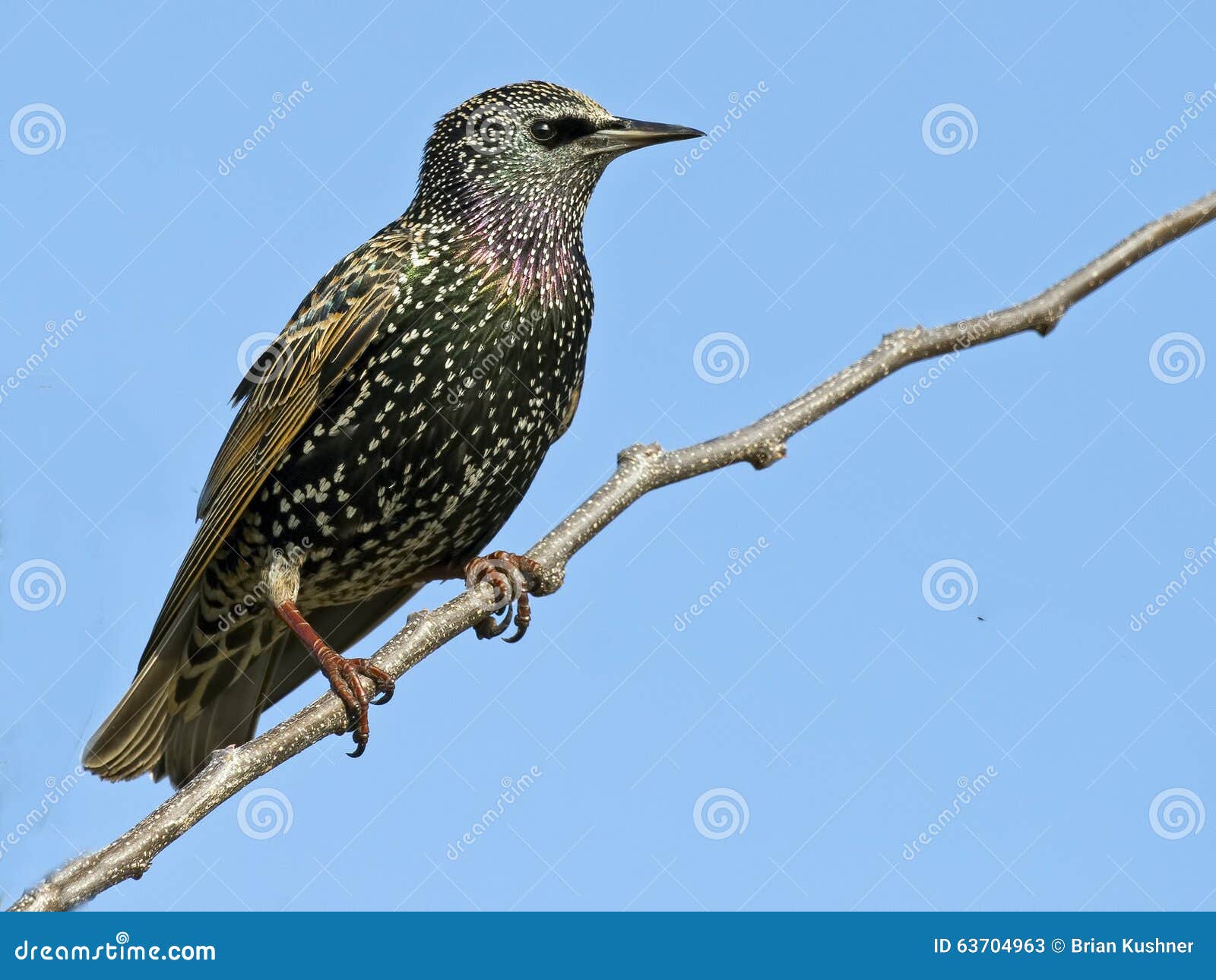 European Starling stock image. Image of starling, color - 63704963