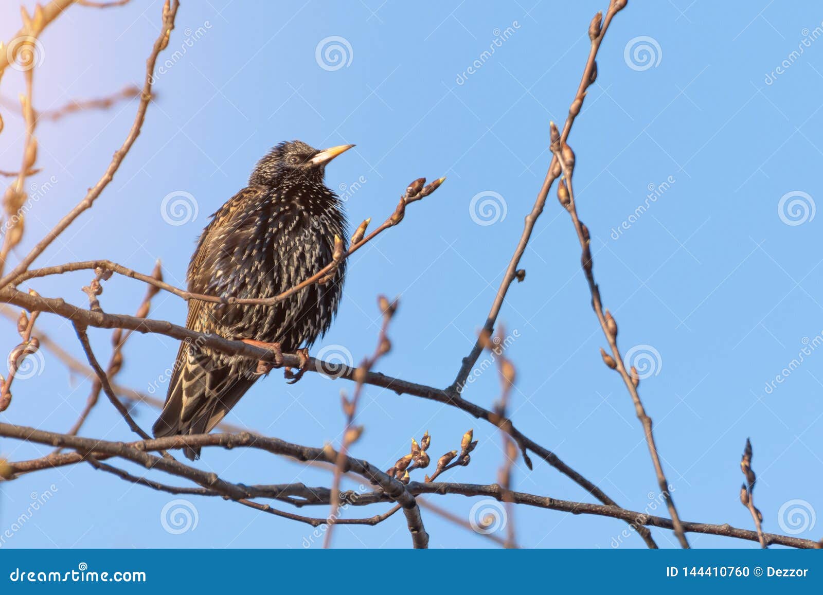 European Starling in Spring on Tree Branches Stock Photo - Image of ...