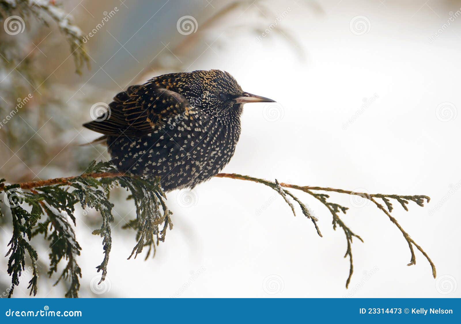 European Starling in Winter. Stock Image - Image of fauna, species ...