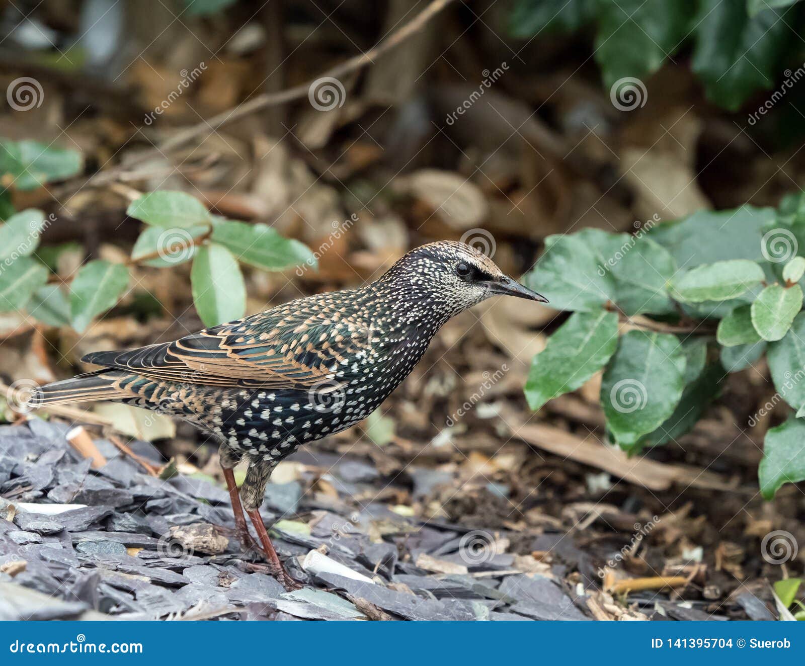 European Starling in Winter Plumage Stock Photo - Image of countryside ...