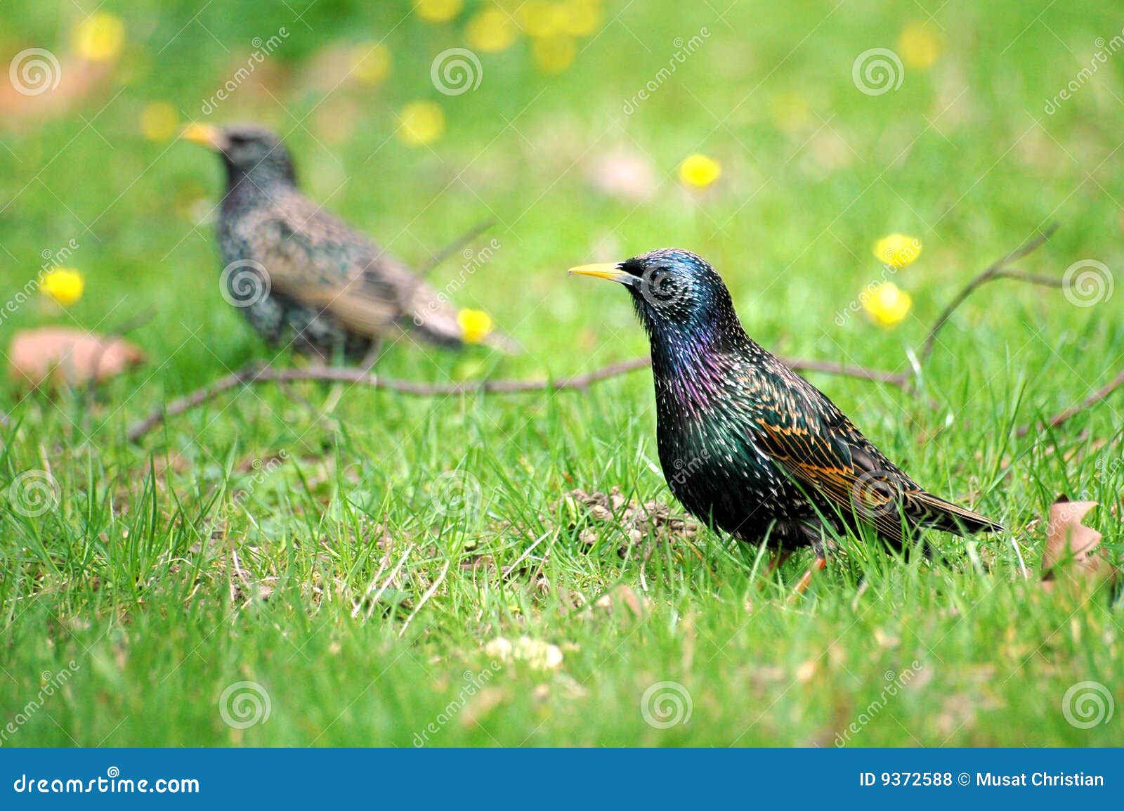 European Starlings in Grass Stock Photo - Image of closeup, black: 9372588