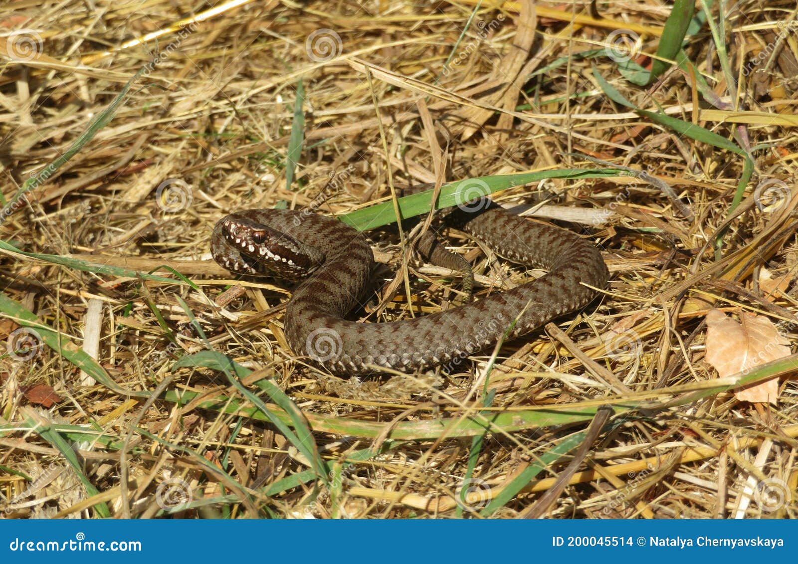 Steppe viper on the grass stock photo. Image of body - 200045514