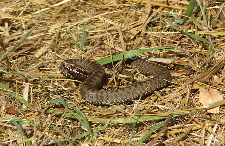 Steppe viper on the grass stock photo. Image of body - 200045514