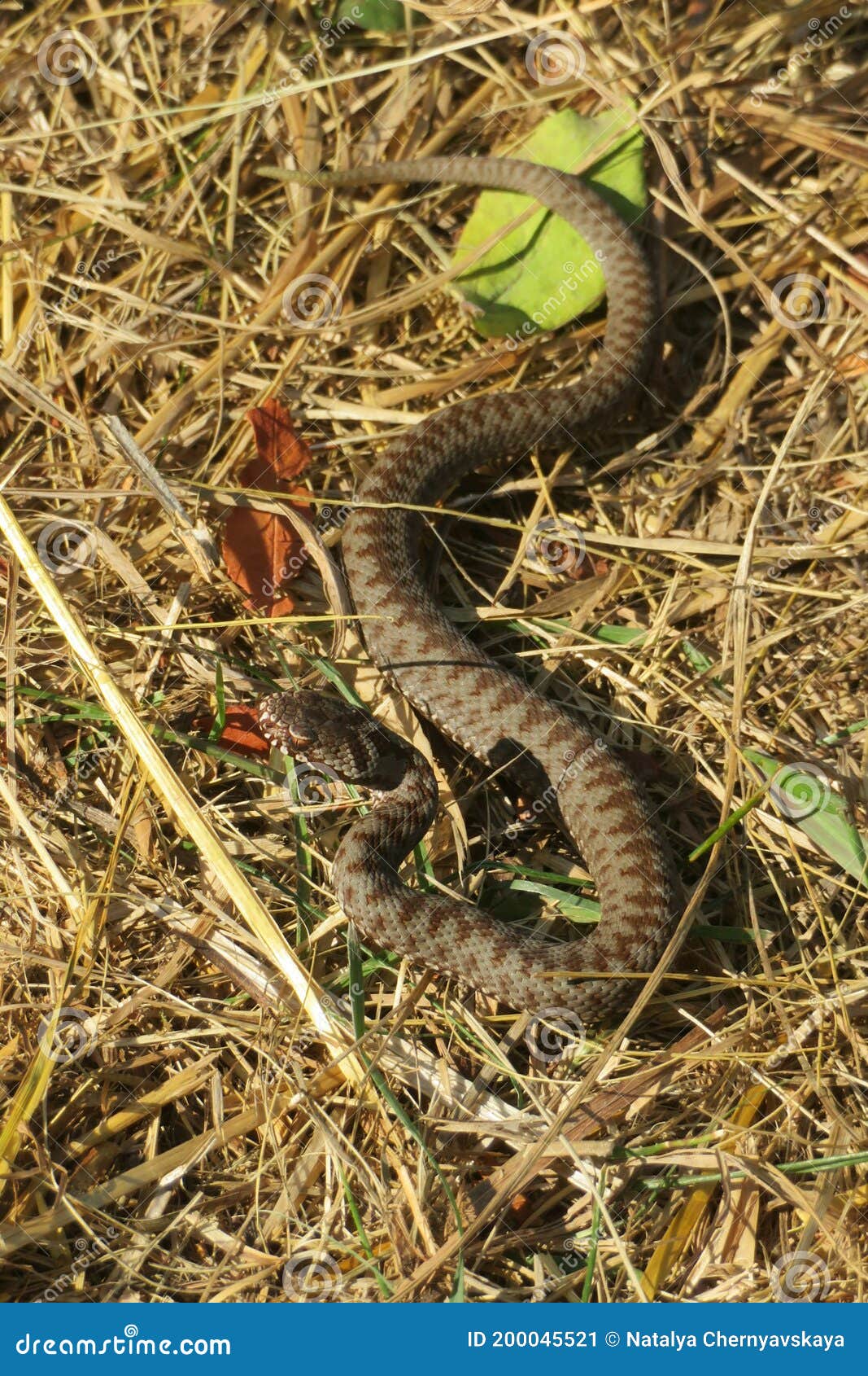 Steppe viper on the grass stock image. Image of anxiety - 200045521