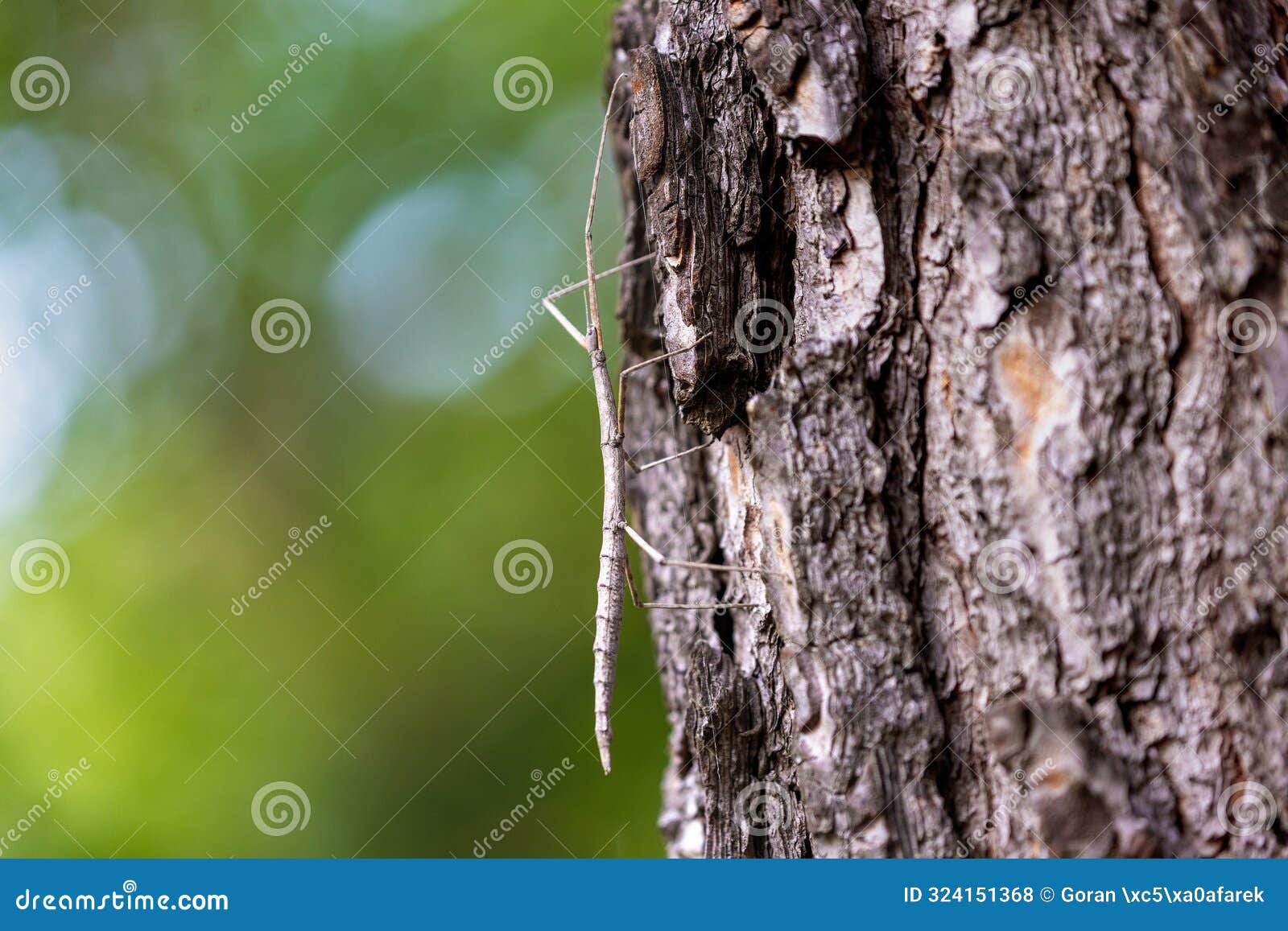 The European Stick Insect on a Pine Tree Stock Photo - Image of leaf ...