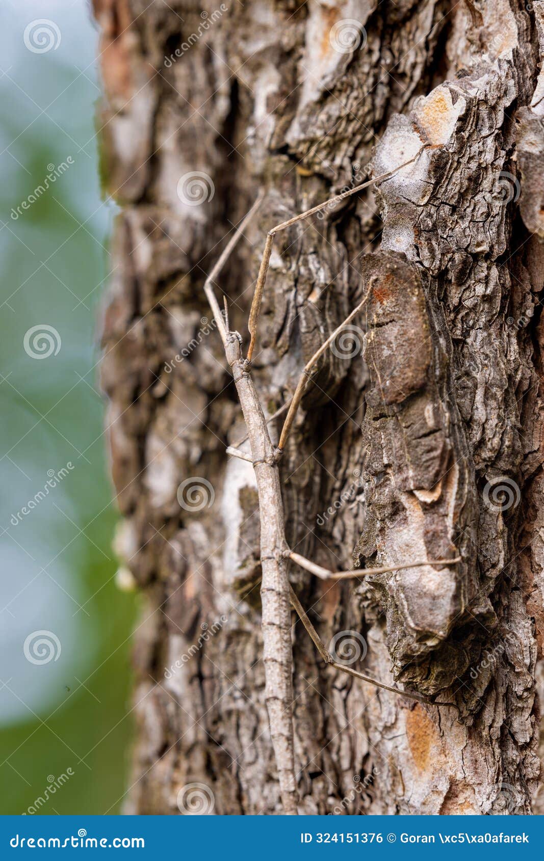 The European Stick Insect on a Pine Tree Stock Photo - Image of tree ...