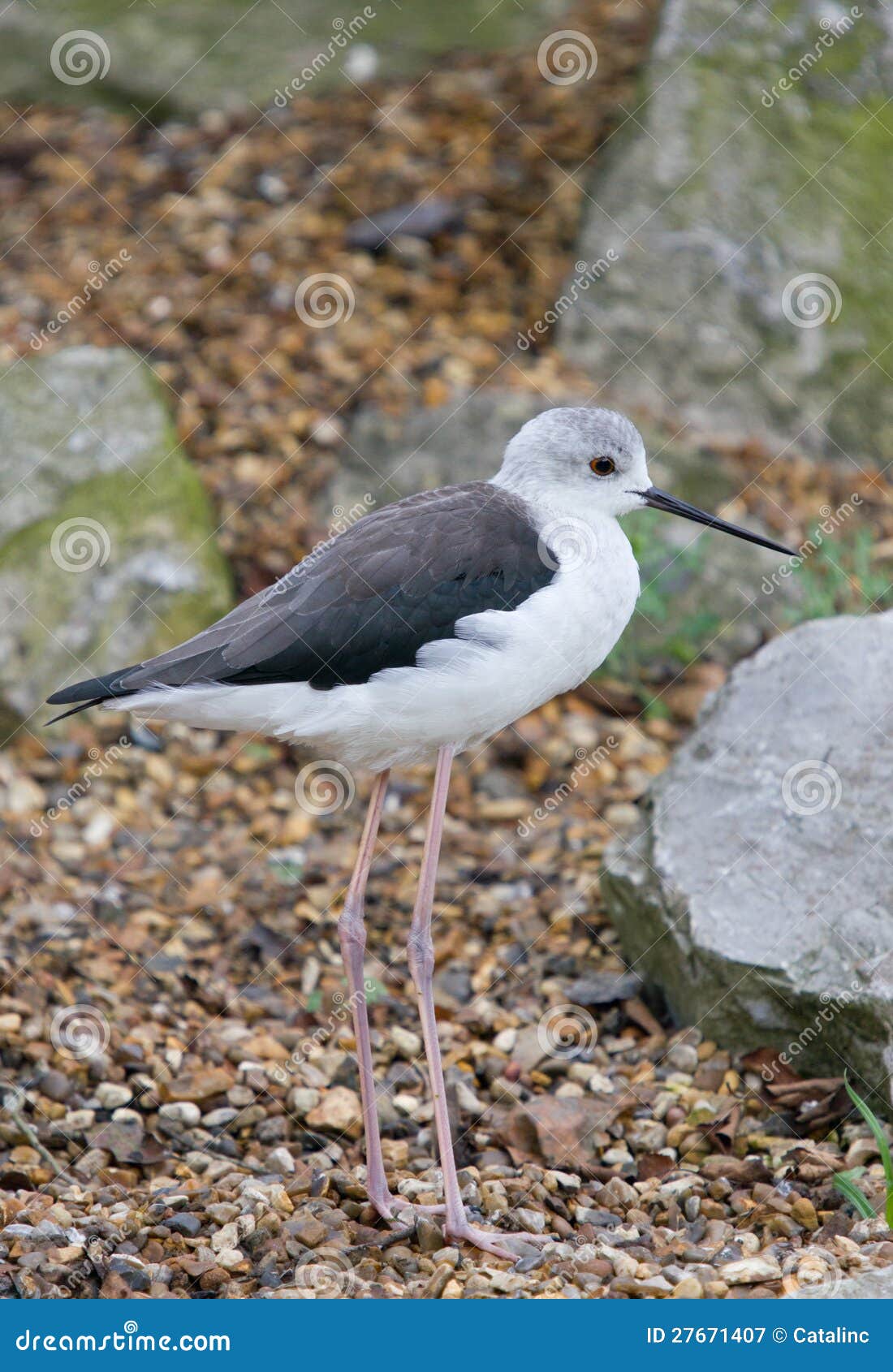 European Stilt stock image. Image of ornithology, legs - 27671407