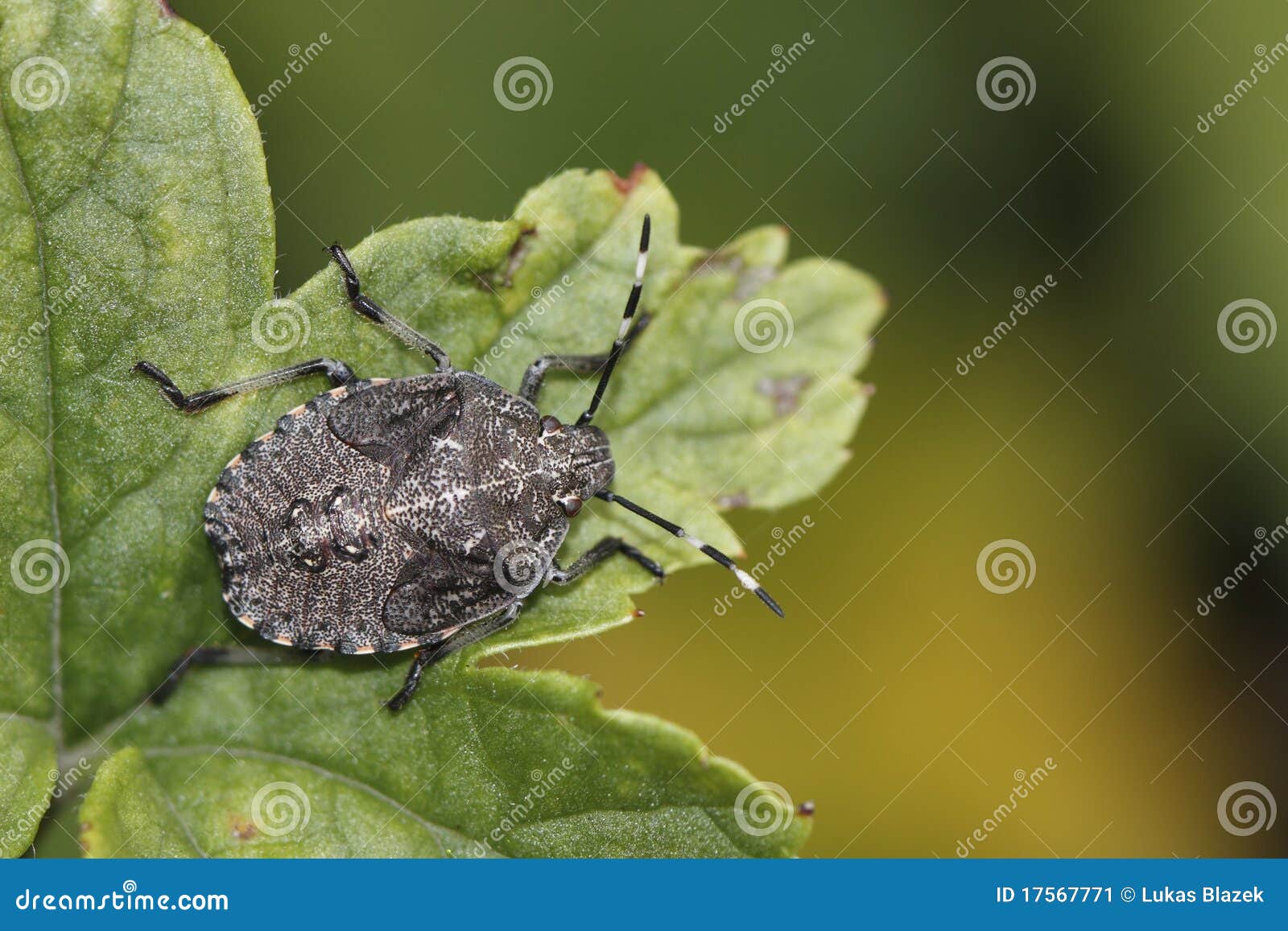 European stink bug stock image. Image of nebulosa, rhaphigaster - 17567771