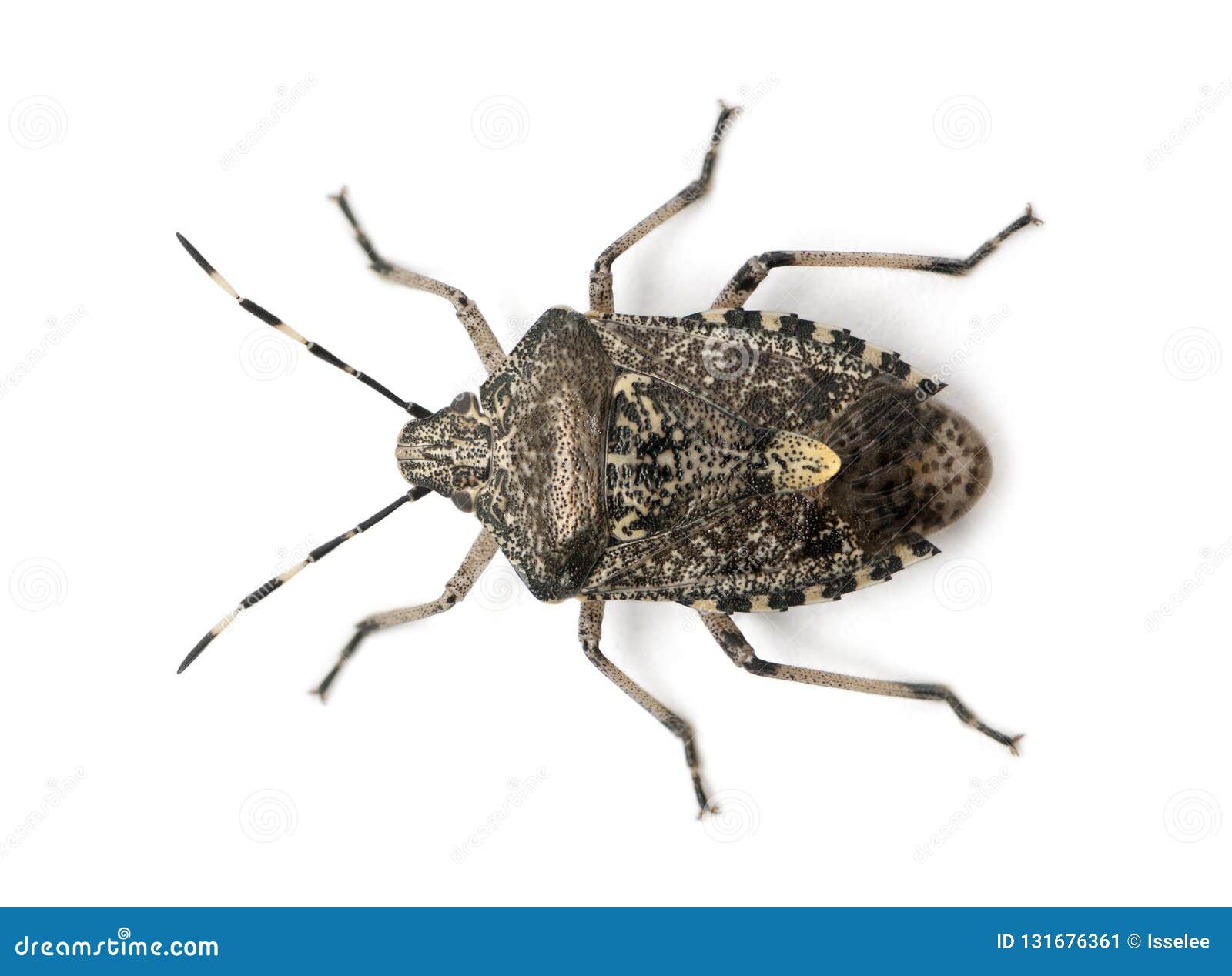 European Stink Bug, Rhaphigaster Nebulosa Stock Image - Image of stink ...