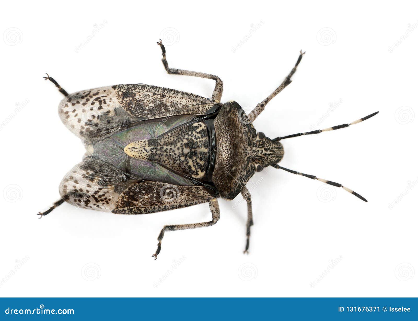 European Stink Bug, Rhaphigaster Nebulosa Stock Image - Image of white ...