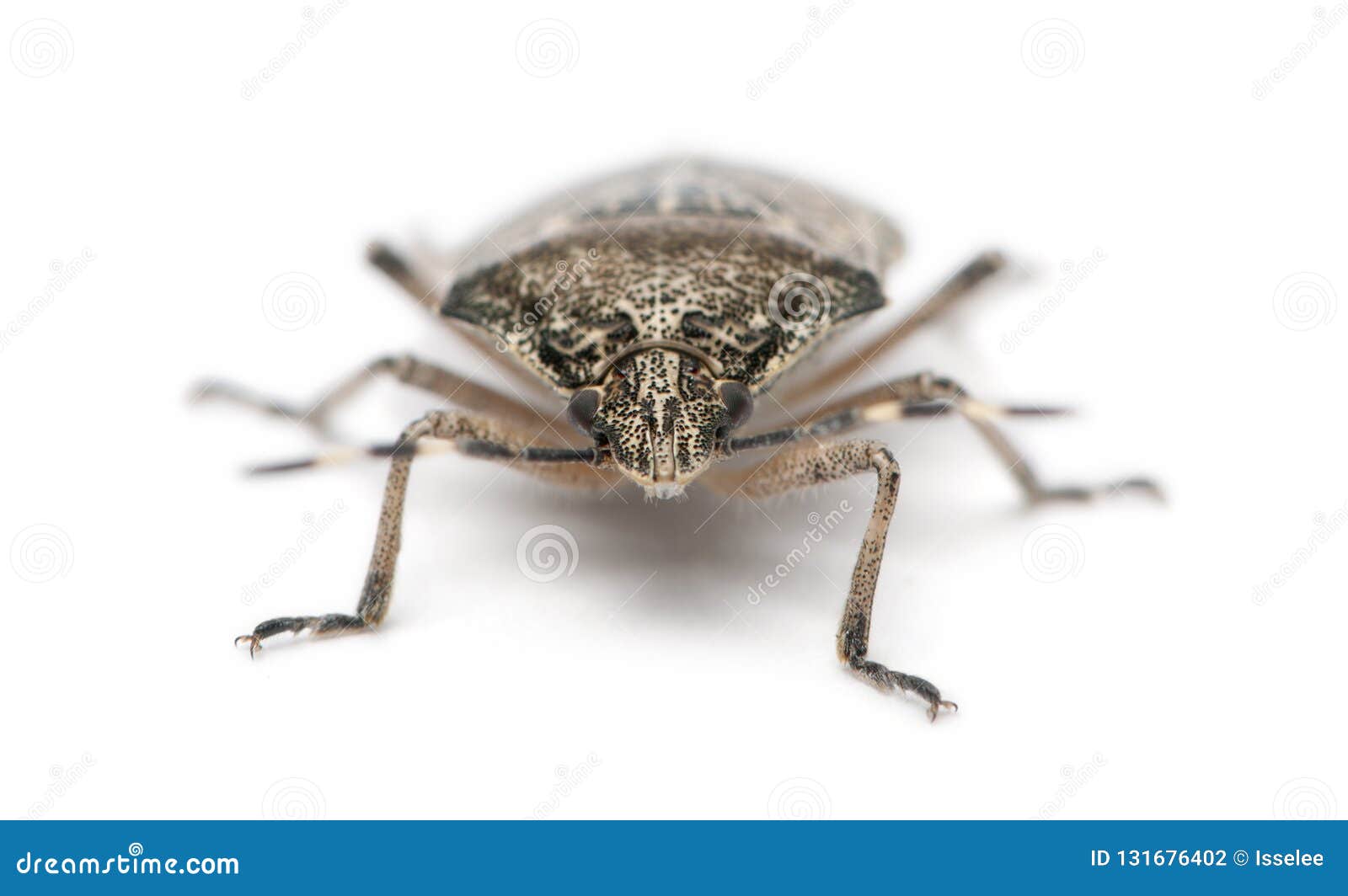 European Stink Bug, Rhaphigaster Nebulosa Stock Photo - Image of ...
