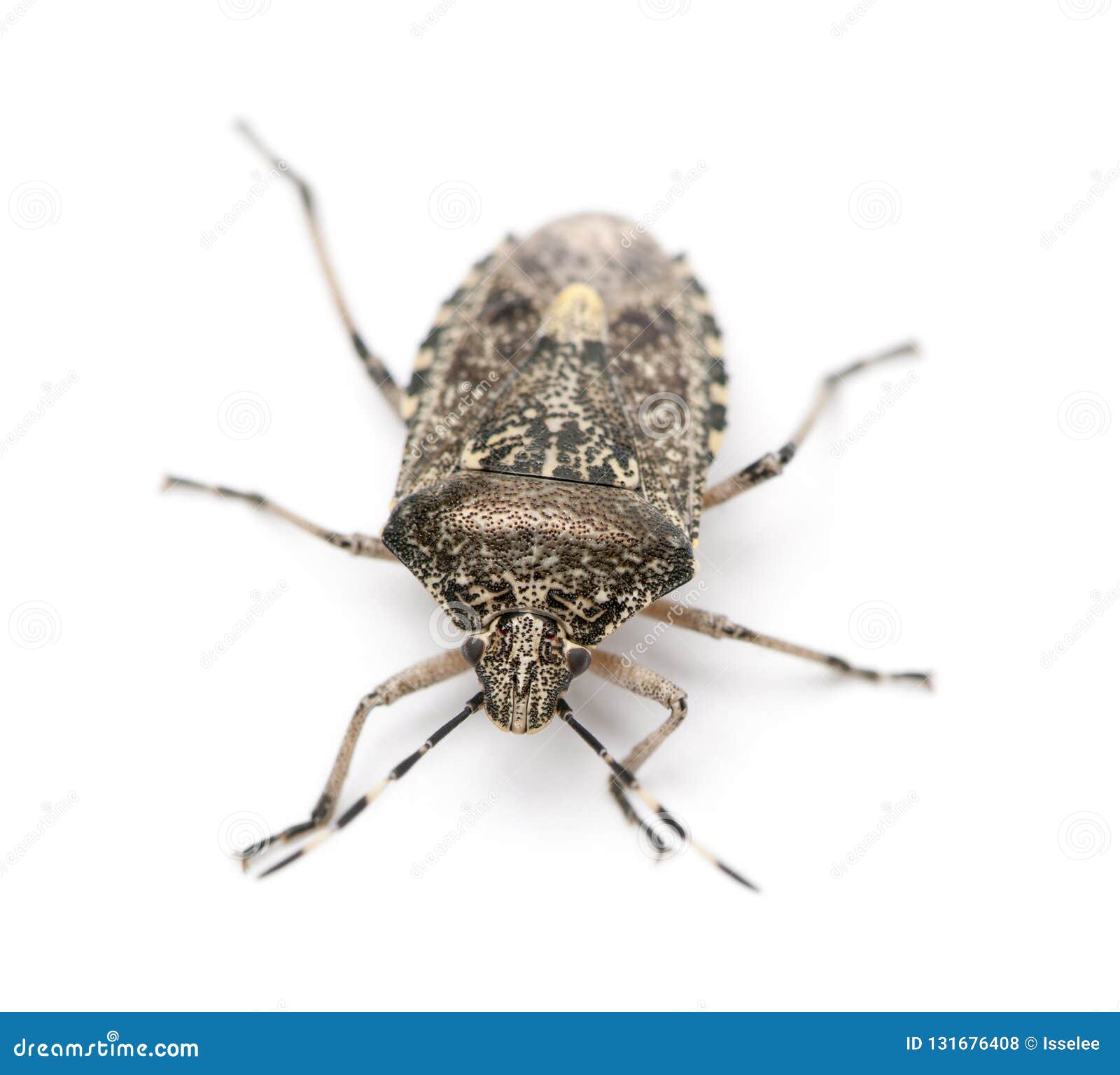 European Stink Bug, Rhaphigaster Nebulosa Stock Photo - Image of ...