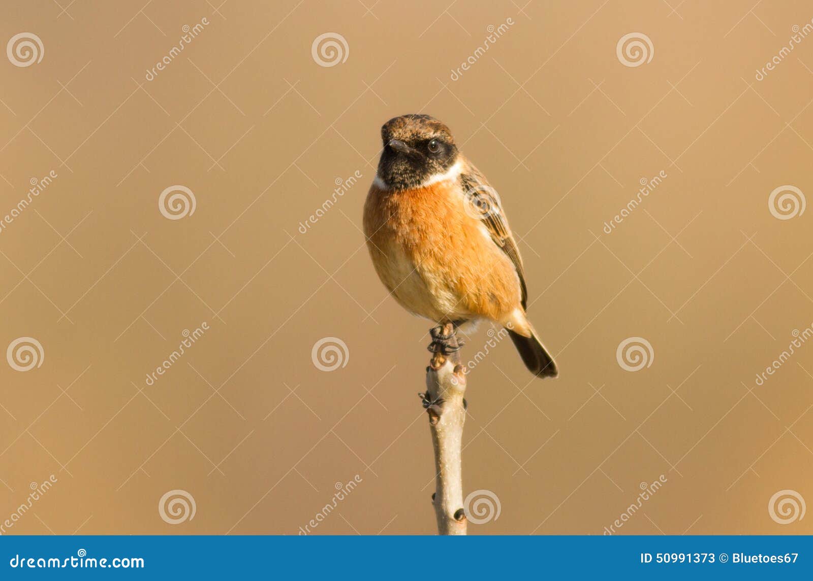 European stonechat stock image. Image of birdwatching - 50991373